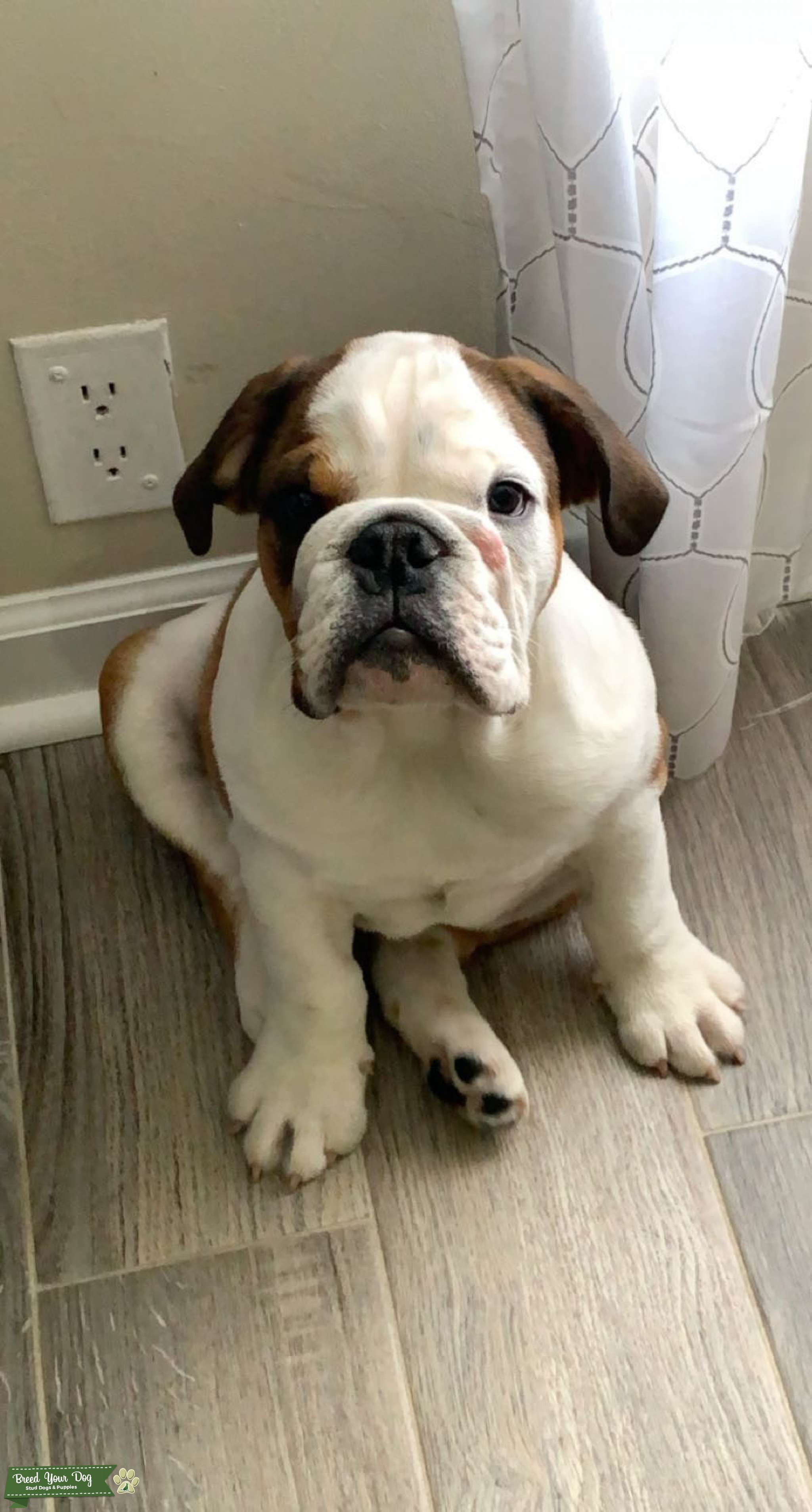 ENGLISH BULLDOG STUD - Stud Dog in North Carolina, United States ...