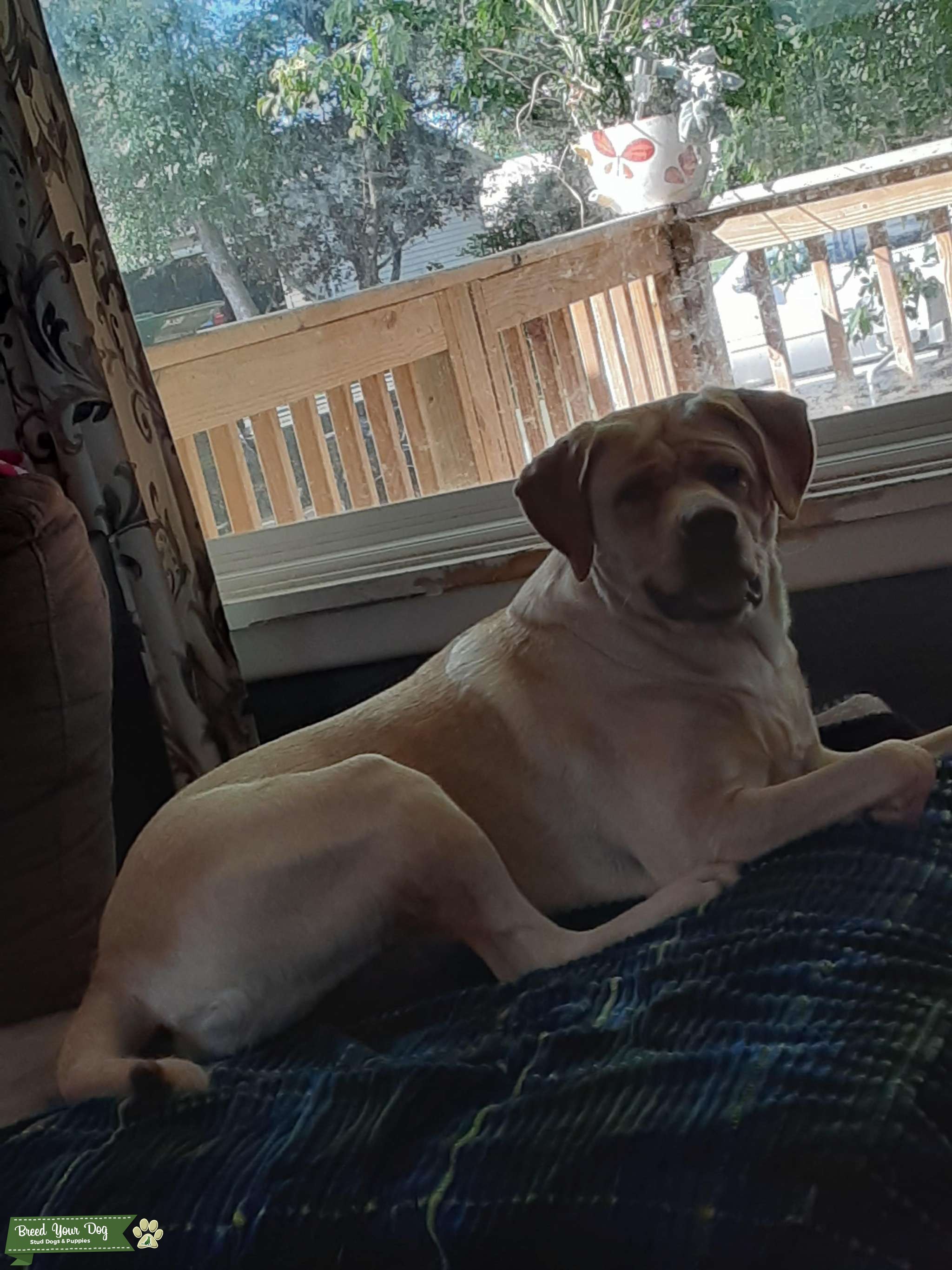 Female - Stud Dog in Minnesota, the United States | Breed Your Dog