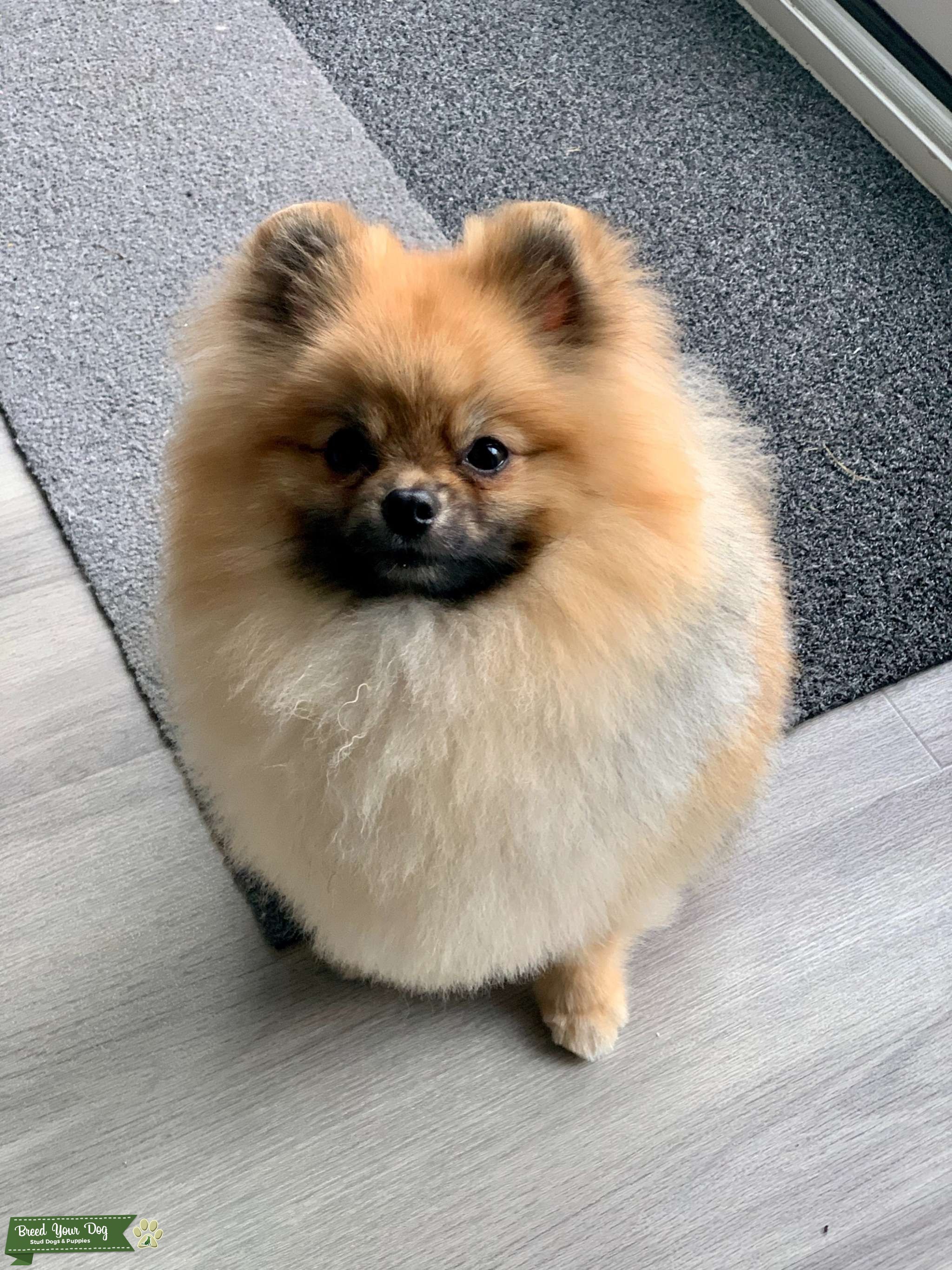 Stunning male pedigree pomeranian for breeding - Stud Dog in Kent ...