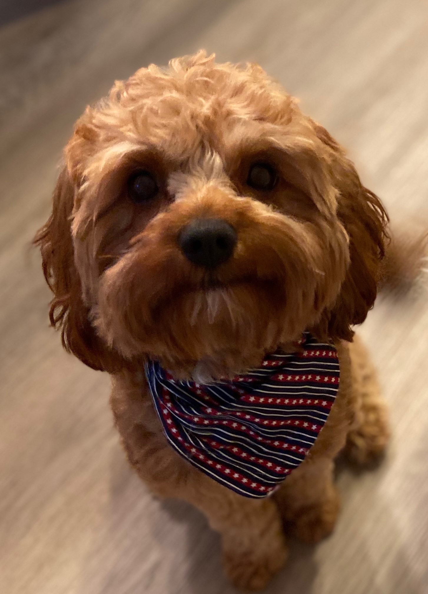 Cavapoo Stud Available - Stud Dog in Virginia, United States | Breed ...