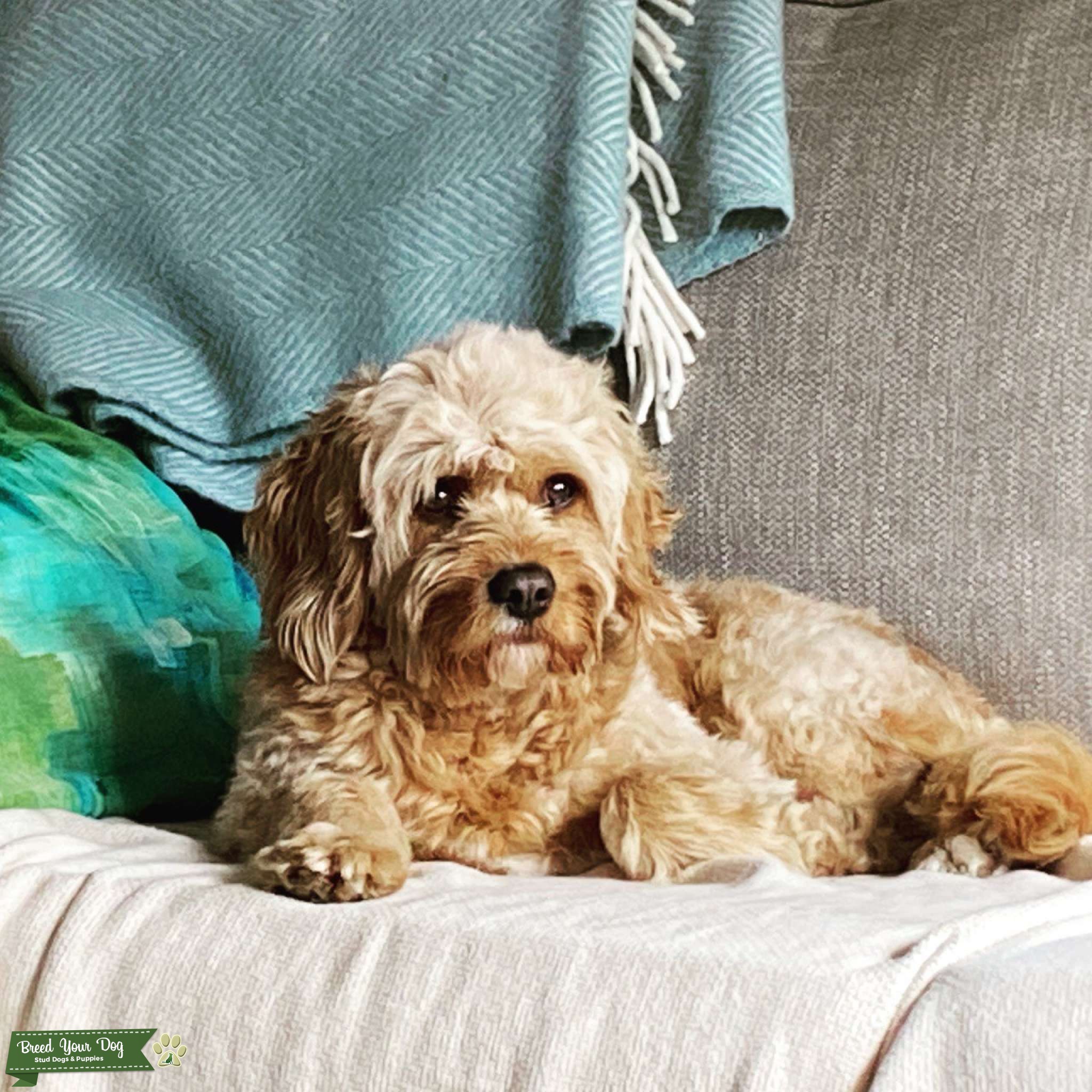 Gorgeous Male F1 Stud in Birmingham - Stud Dog Moseley, Birmingham ...