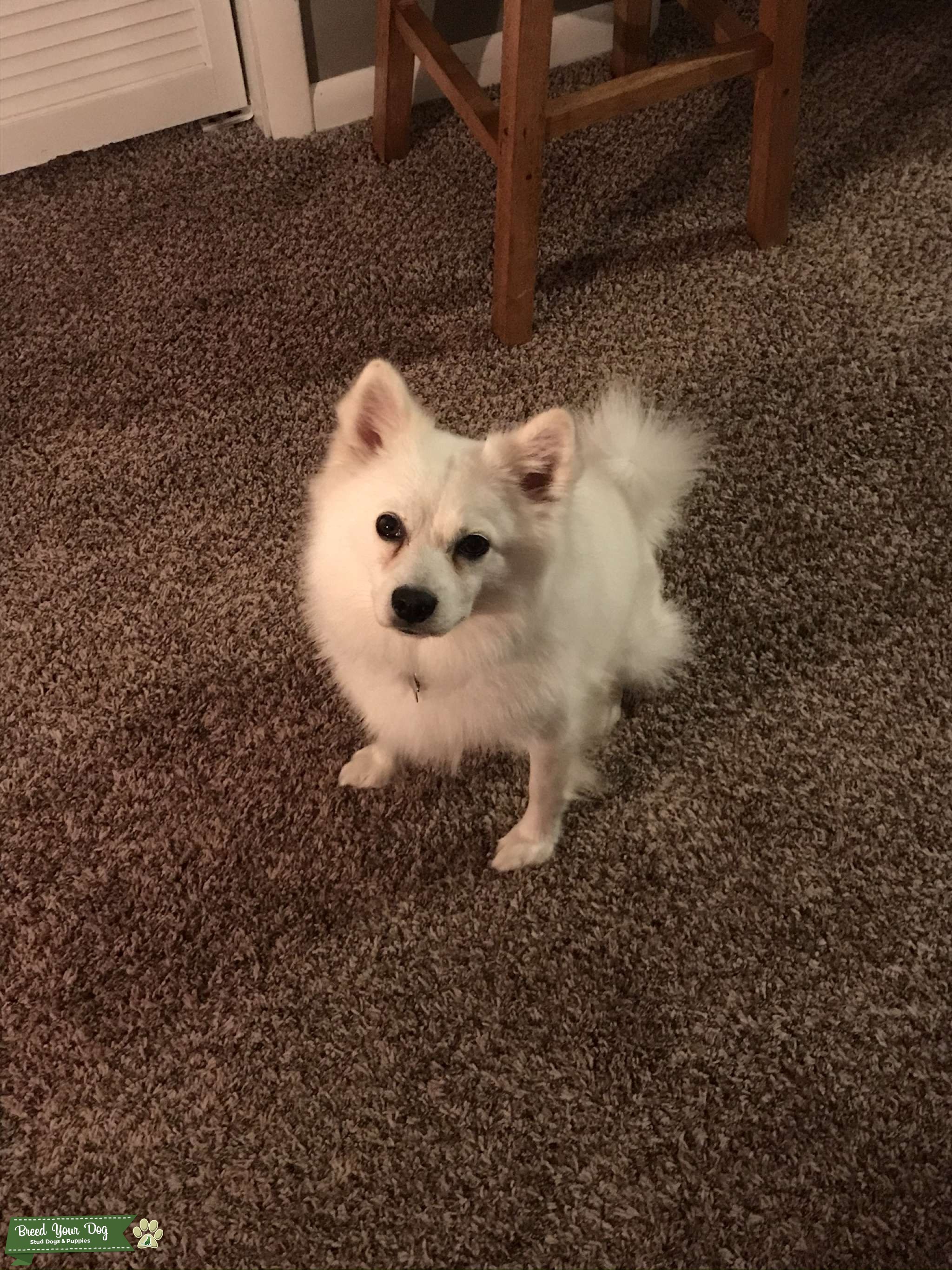 AKC Miniature American Eskimo - Stud Dog in Tennessee, United States ...
