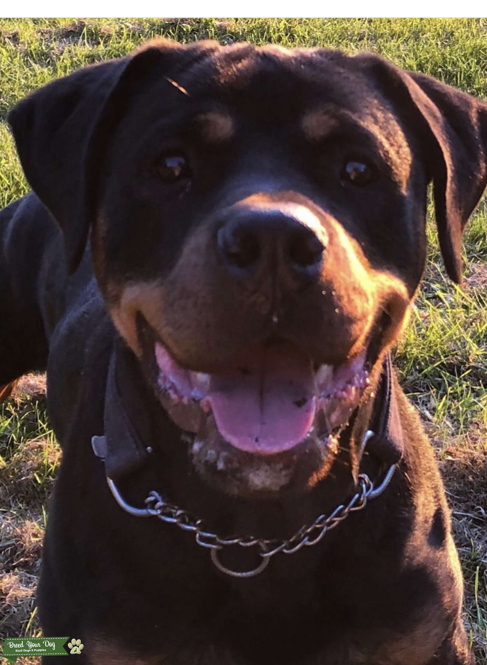 Rottweiler stud required - Stud Dog in London, the United States ...