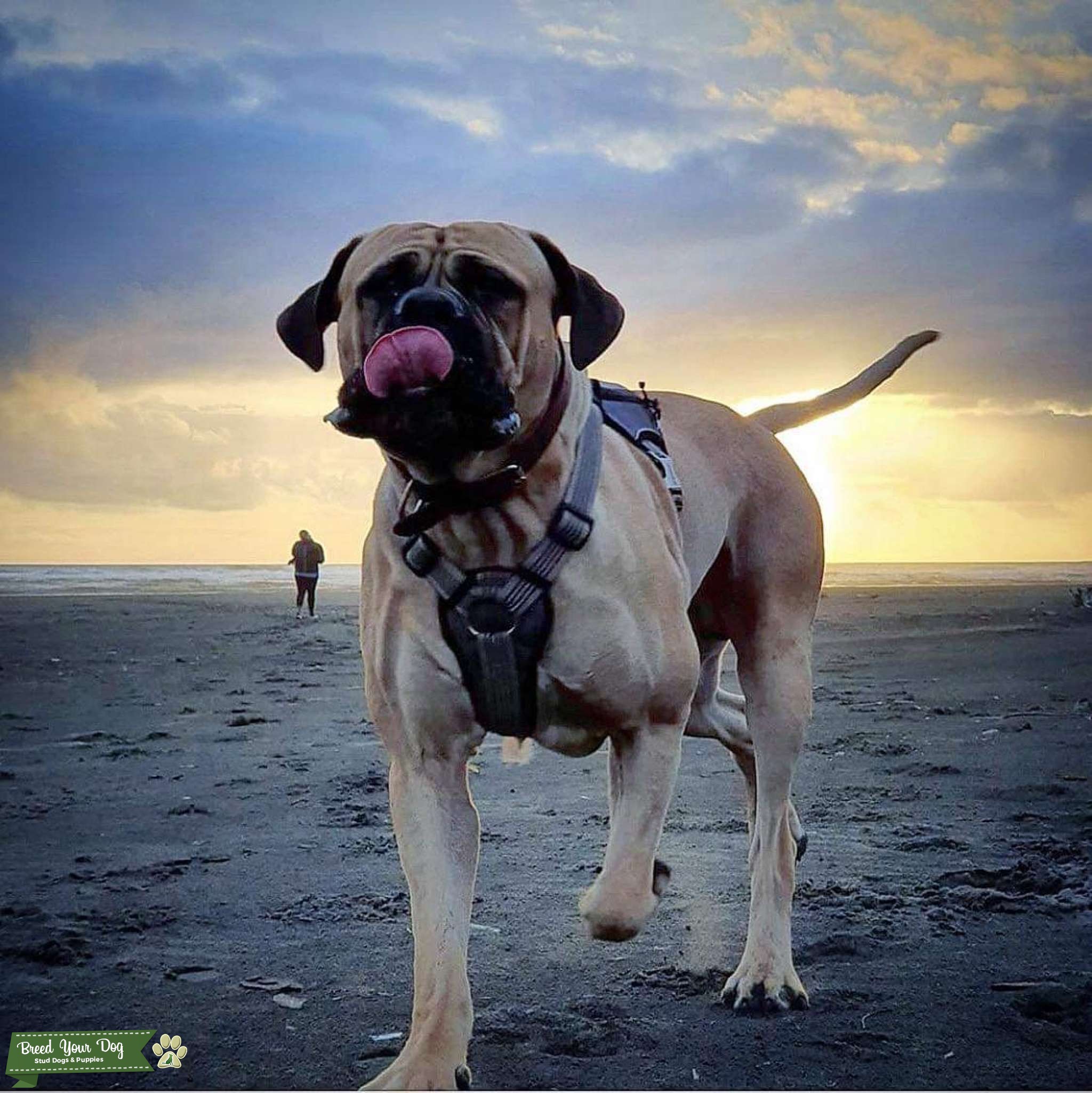 Meet Koda the Mastiff! - Stud Dog in WA, the United States | Breed Your Dog