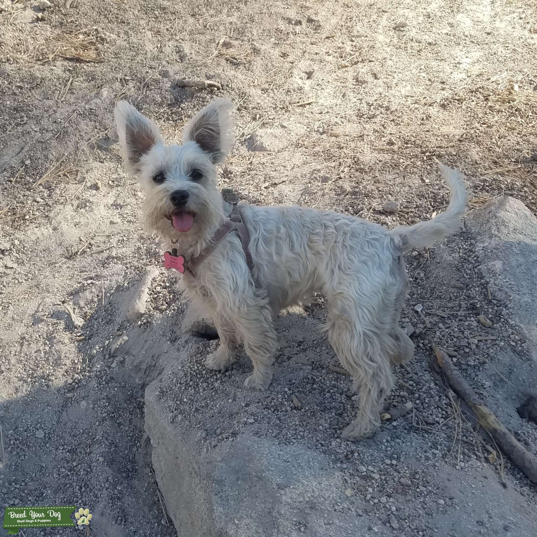 Stud Dog - Silver Miniature Schnauzer - Breed Your Dog