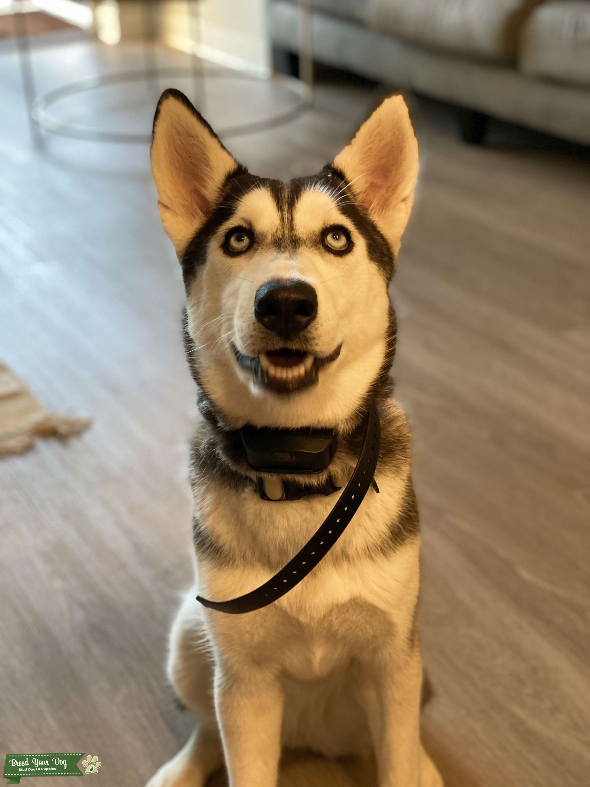 7 month old full Siberian Husky - Stud Dog in Midwest, the United ...