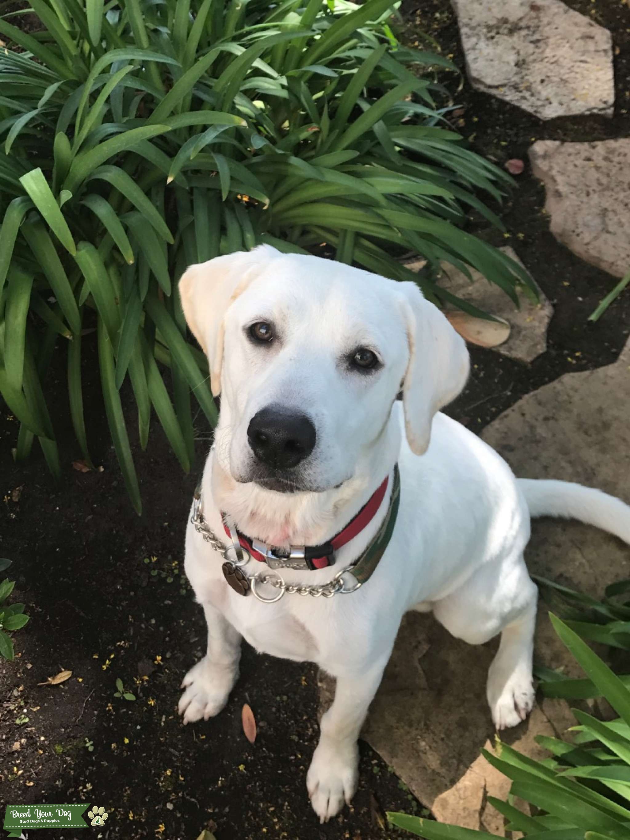 White Labrador Retriever - Stud Dog in California, Brazil | Breed Your Dog