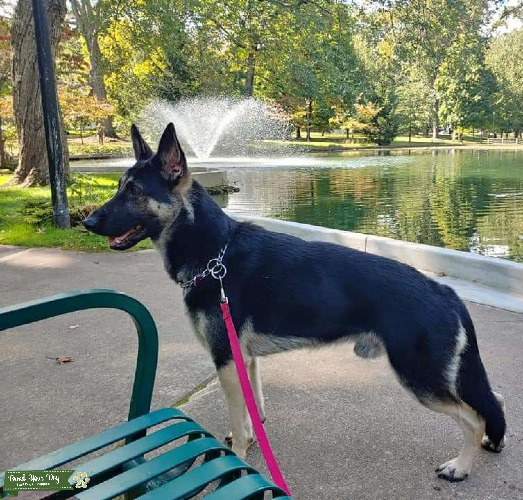 German Shepherd for stud - Stud Dog Ohio - Breed Your Dog