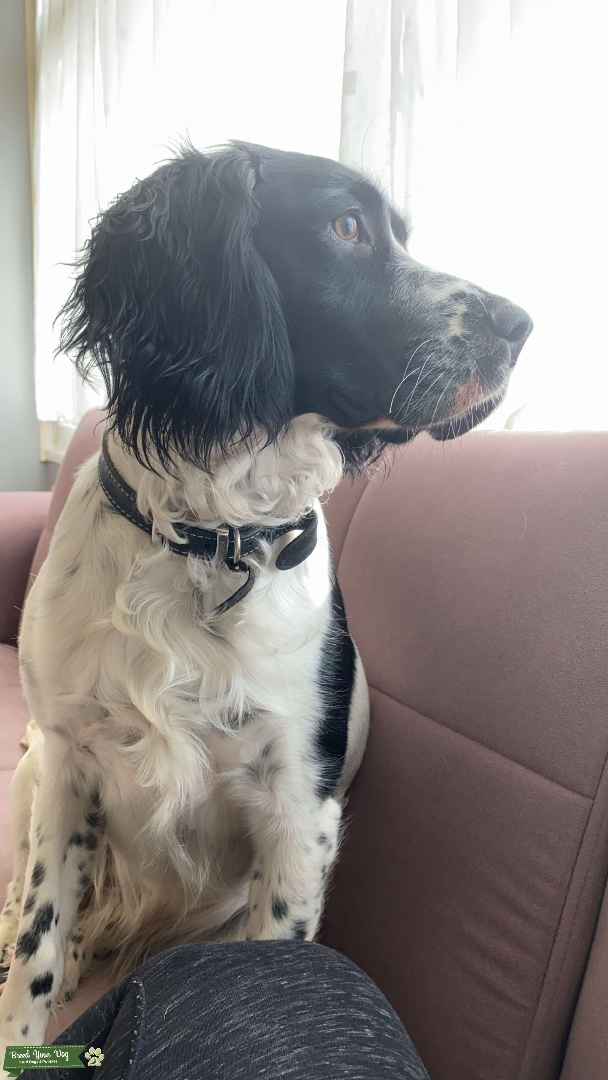 Springer Spaniel - Stud Dog London - Breed Your Dog