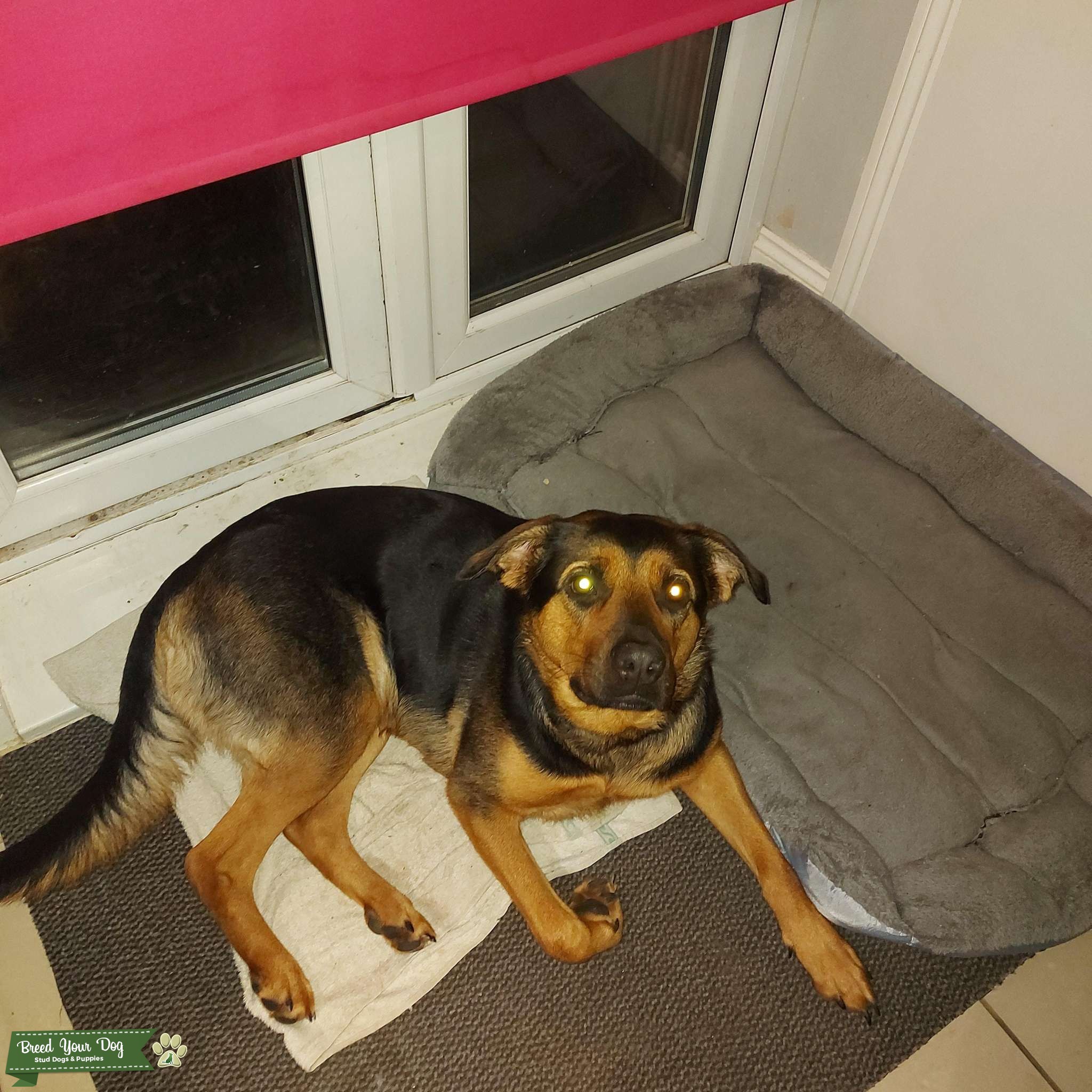 Rottie Cross German shepard - Stud Dog in Hertfordshire, United States ...