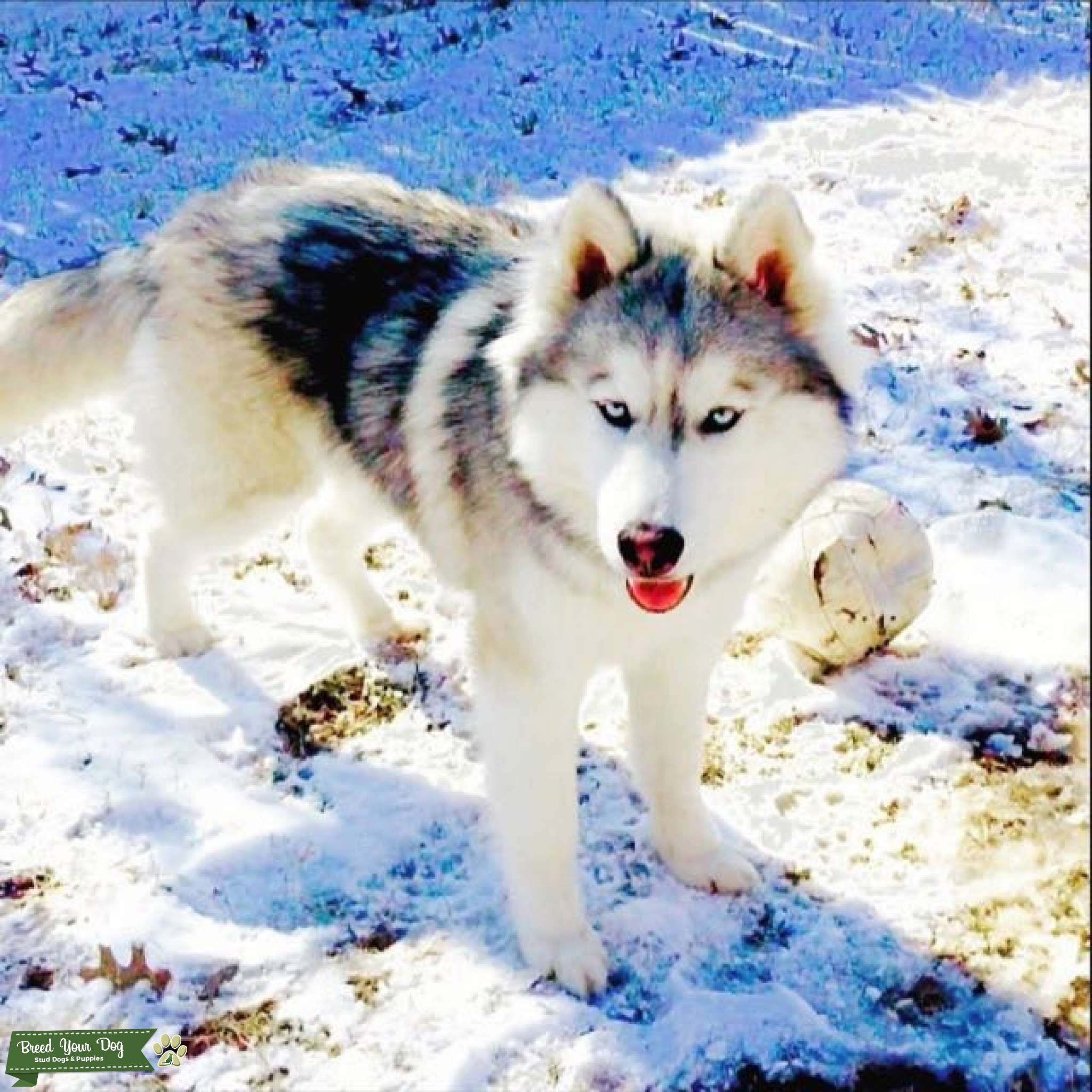 Champion Siberian Husky - Stud Dog in Arkansas, the United States ...
