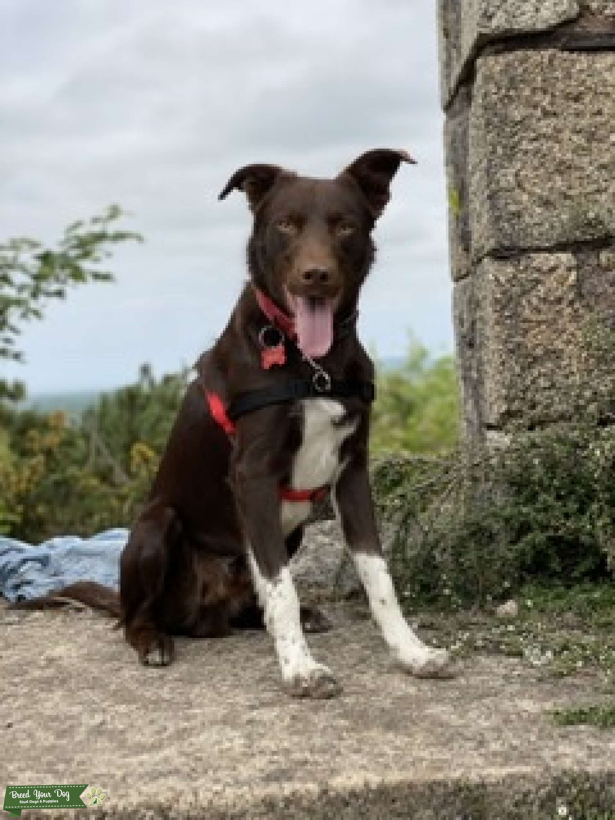 Welsh Collie X Huntaway - Stud Dog in Cornwall, Australia | Breed Your Dog