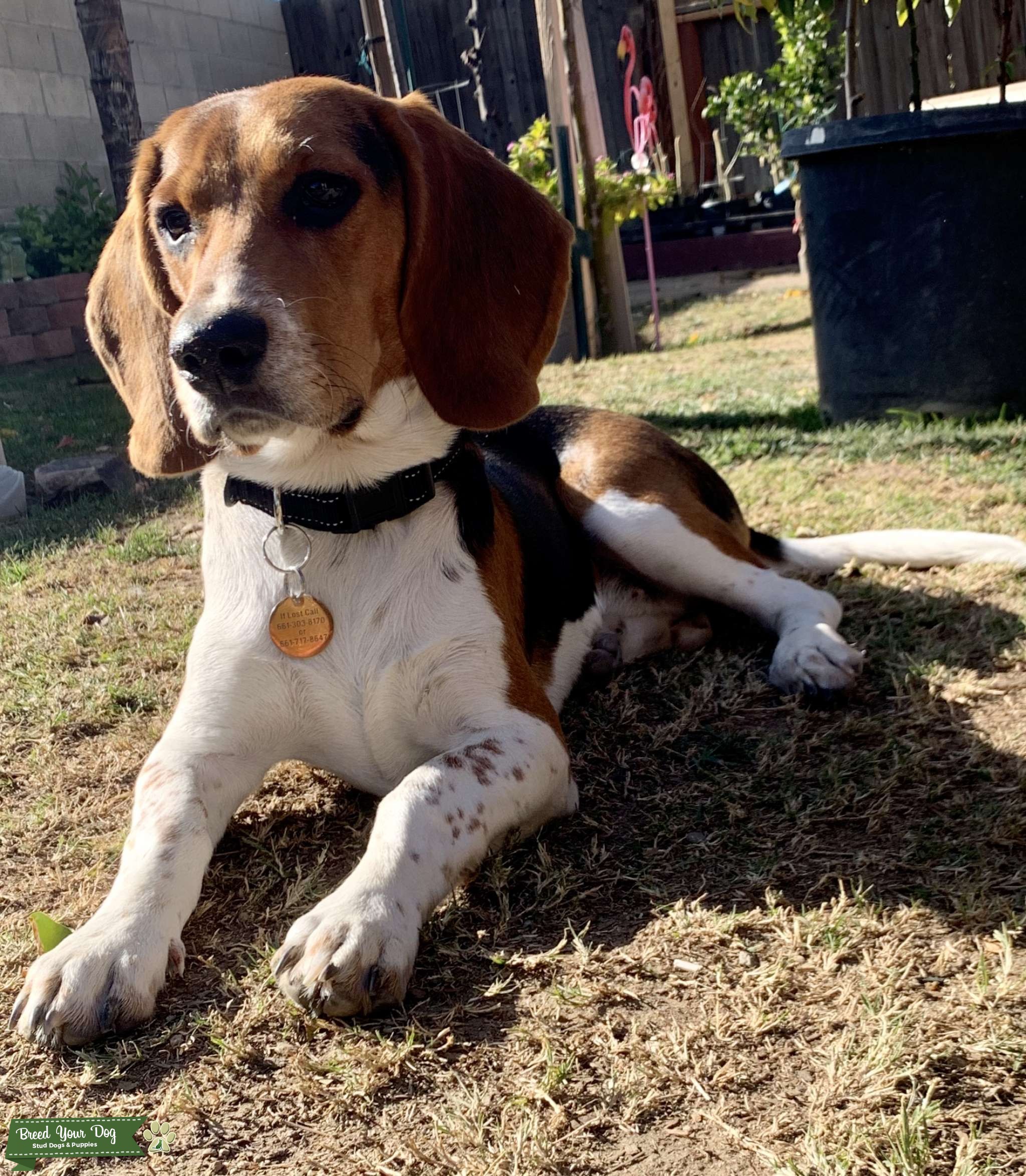 Looking for female beagle - Stud Dog CA - Breed Your Dog