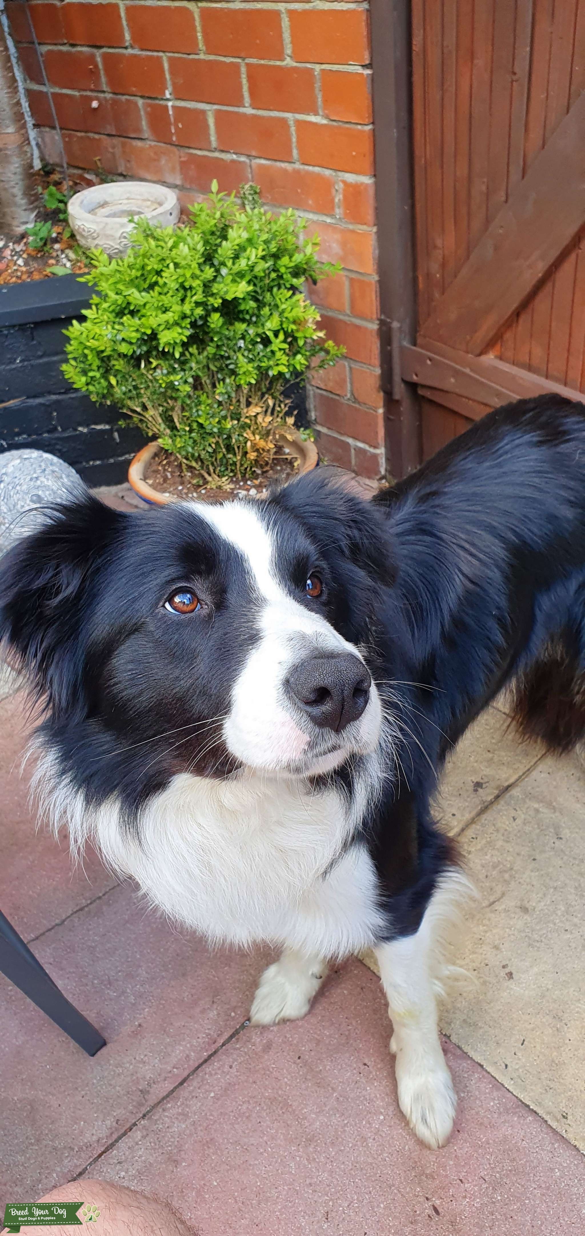 Border Collie Stud - Stud Dog in Tyne and Wear, the United States ...