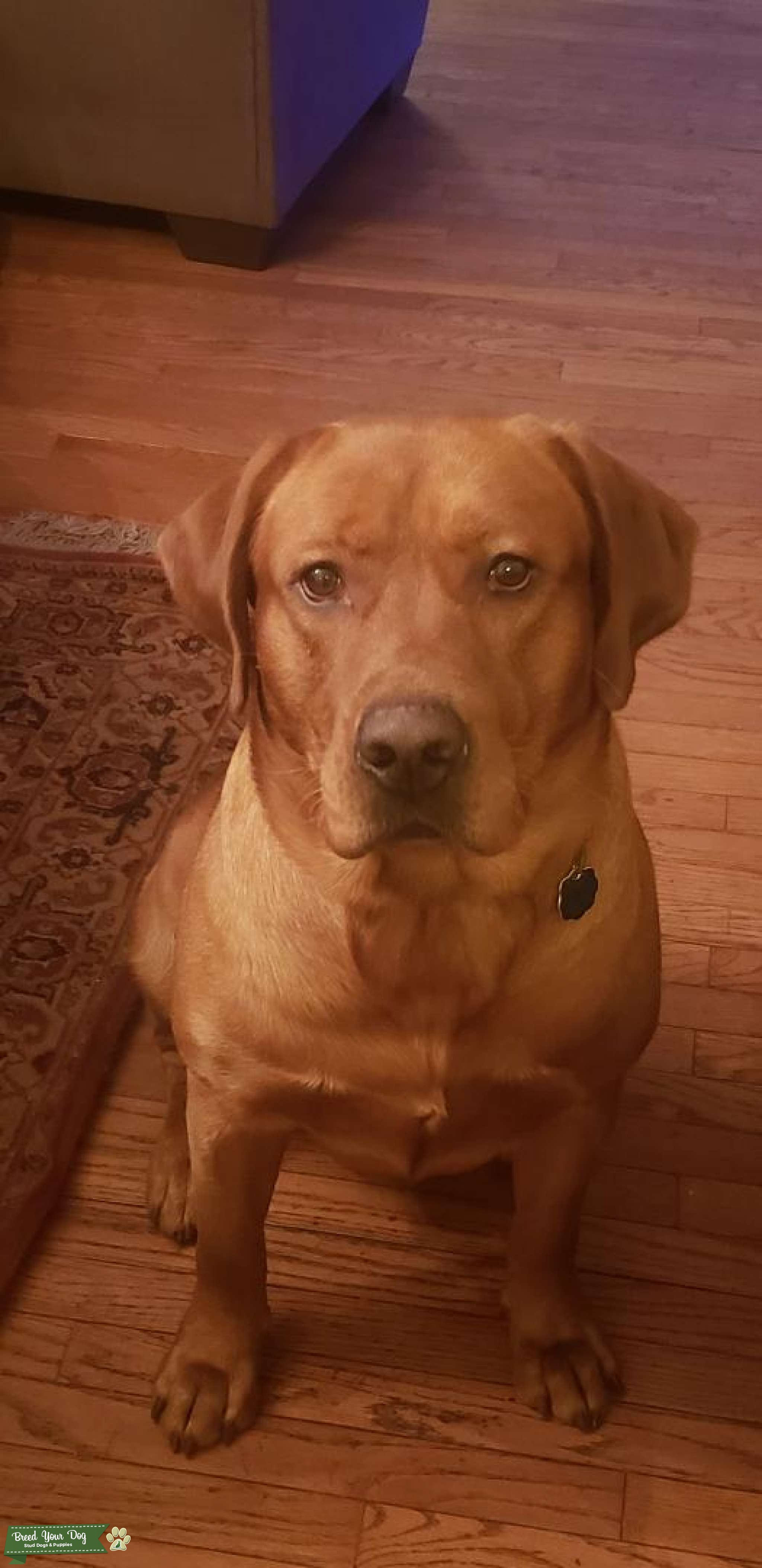 (Carson) English Red Fox Labrador - Stud Dog Baltimore, MD - Breed Your Dog