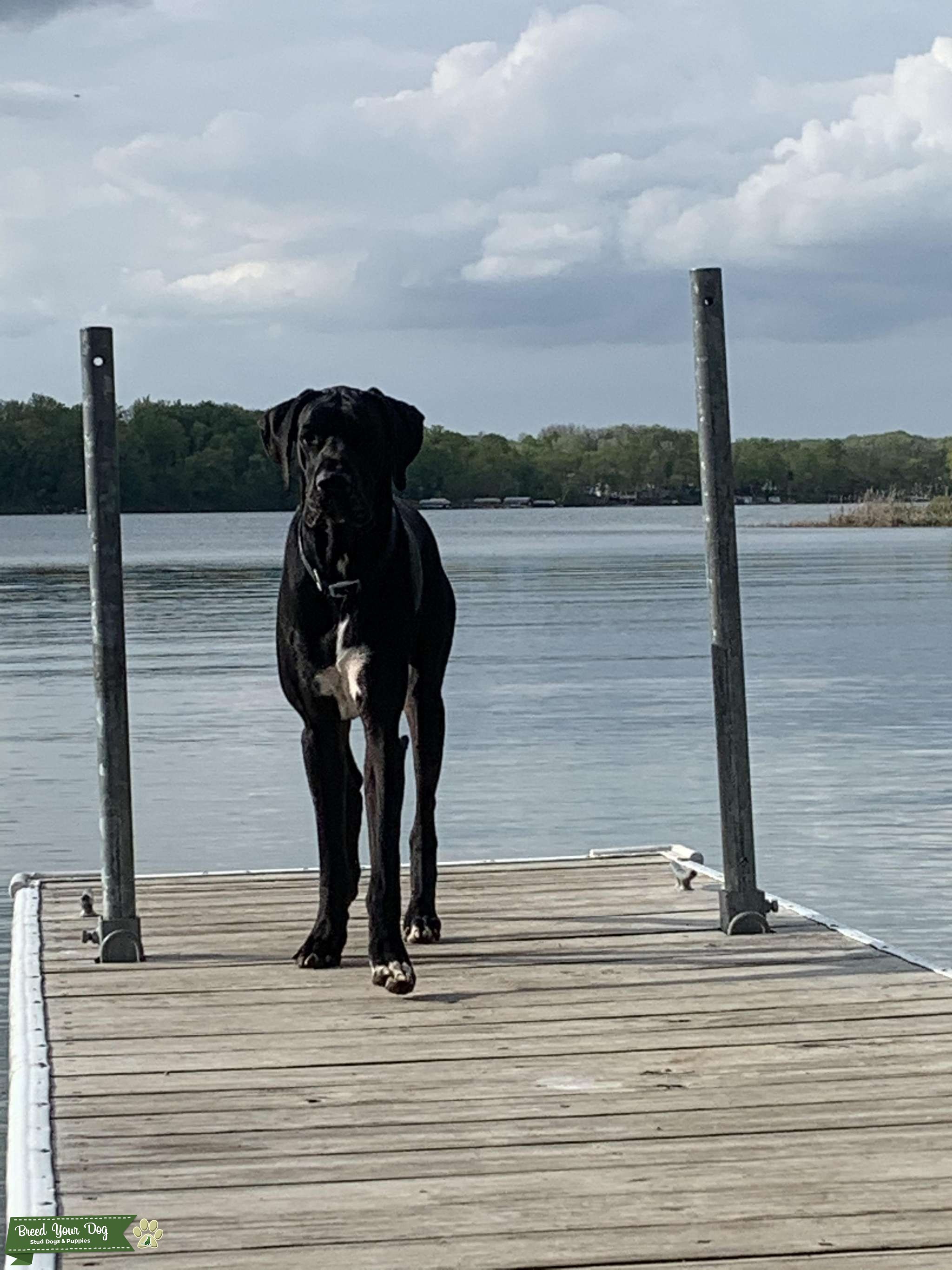 Stud Available - Stud Dog MINNESOTA - Breed Your Dog