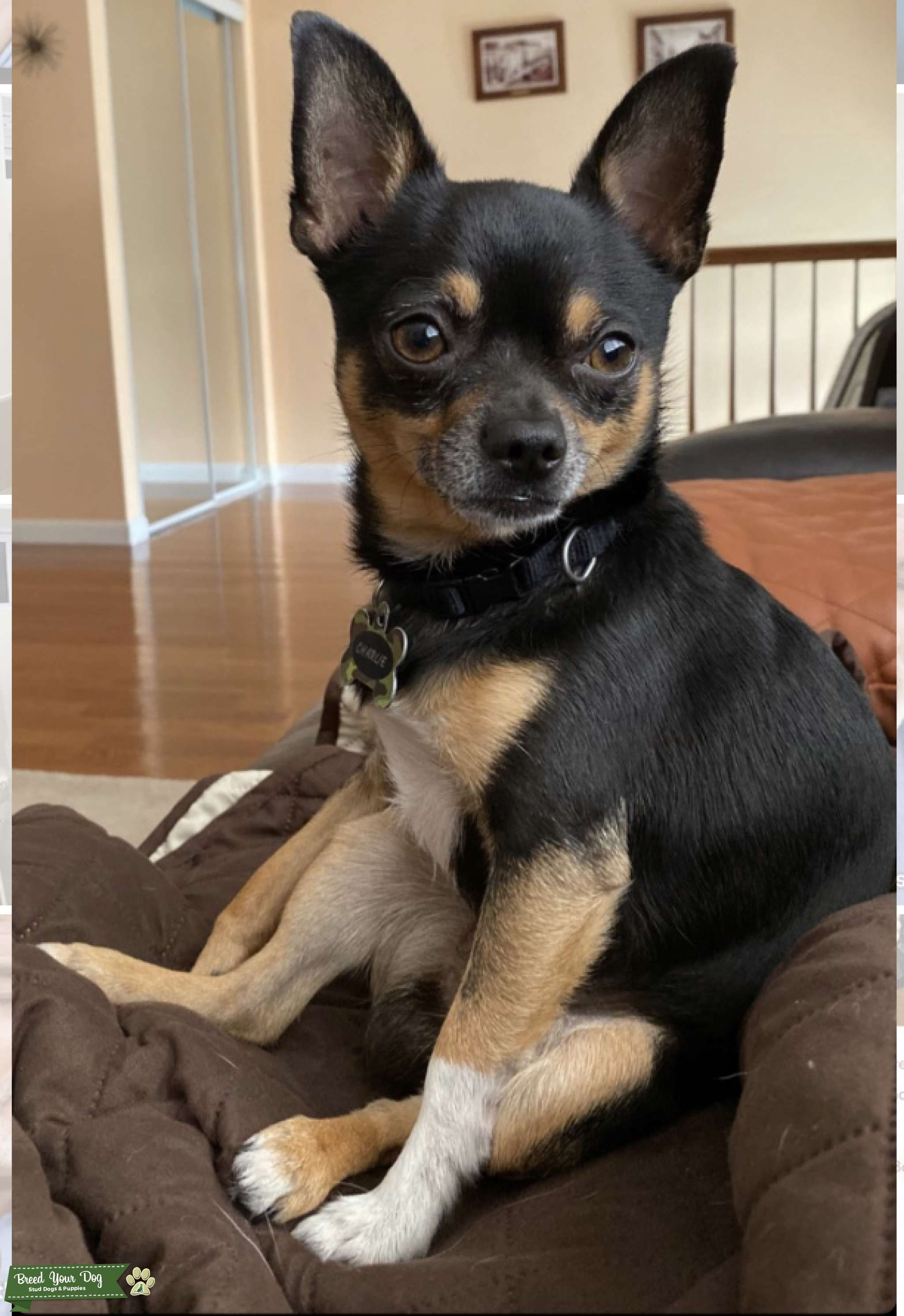 Stud Charlie - Stud Dog in Philadelphia , the United Kingdom | Breed ...