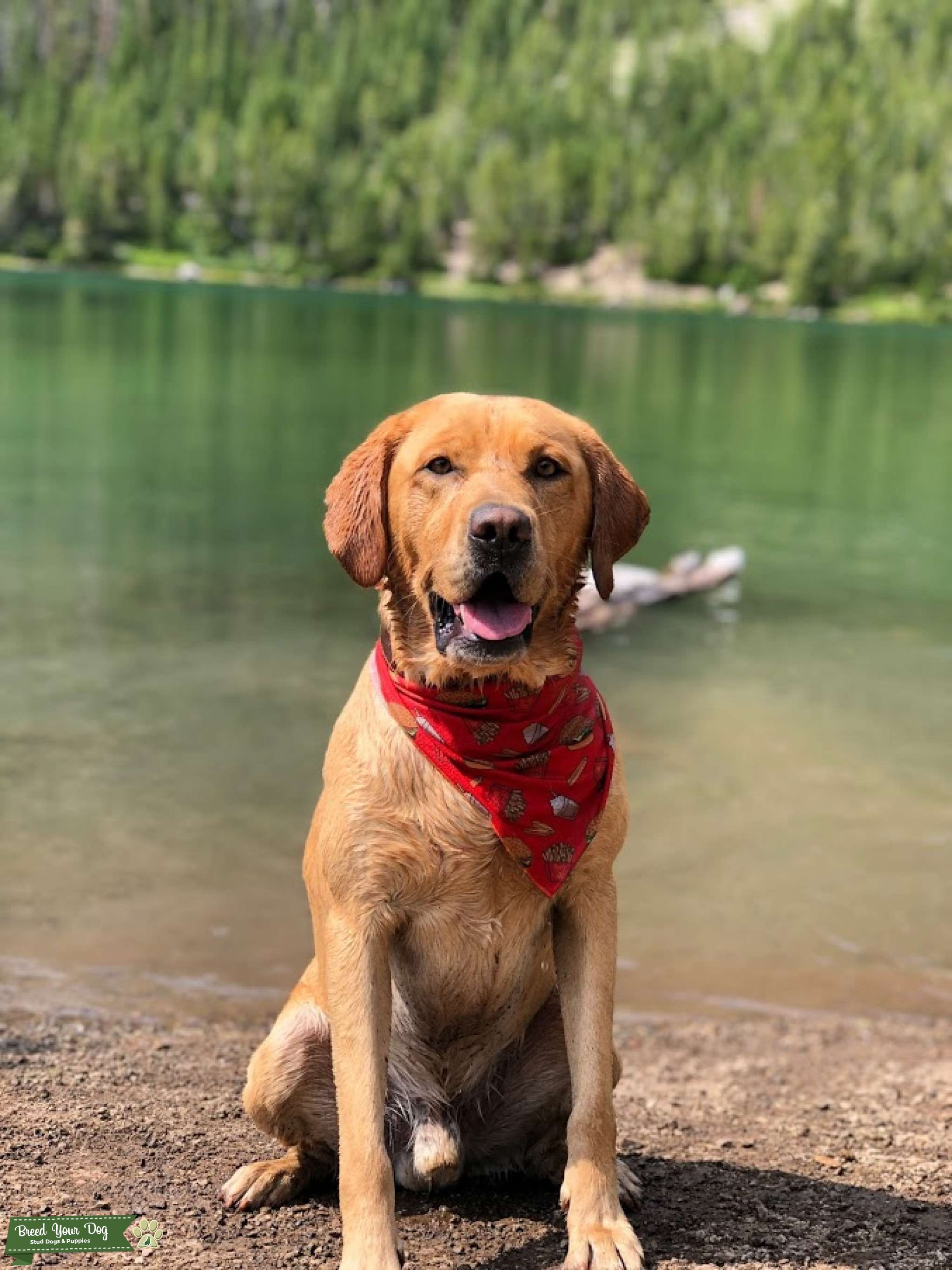 Yellow/red Lab for stud - Stud Dog in Idaho, the United States | Breed ...