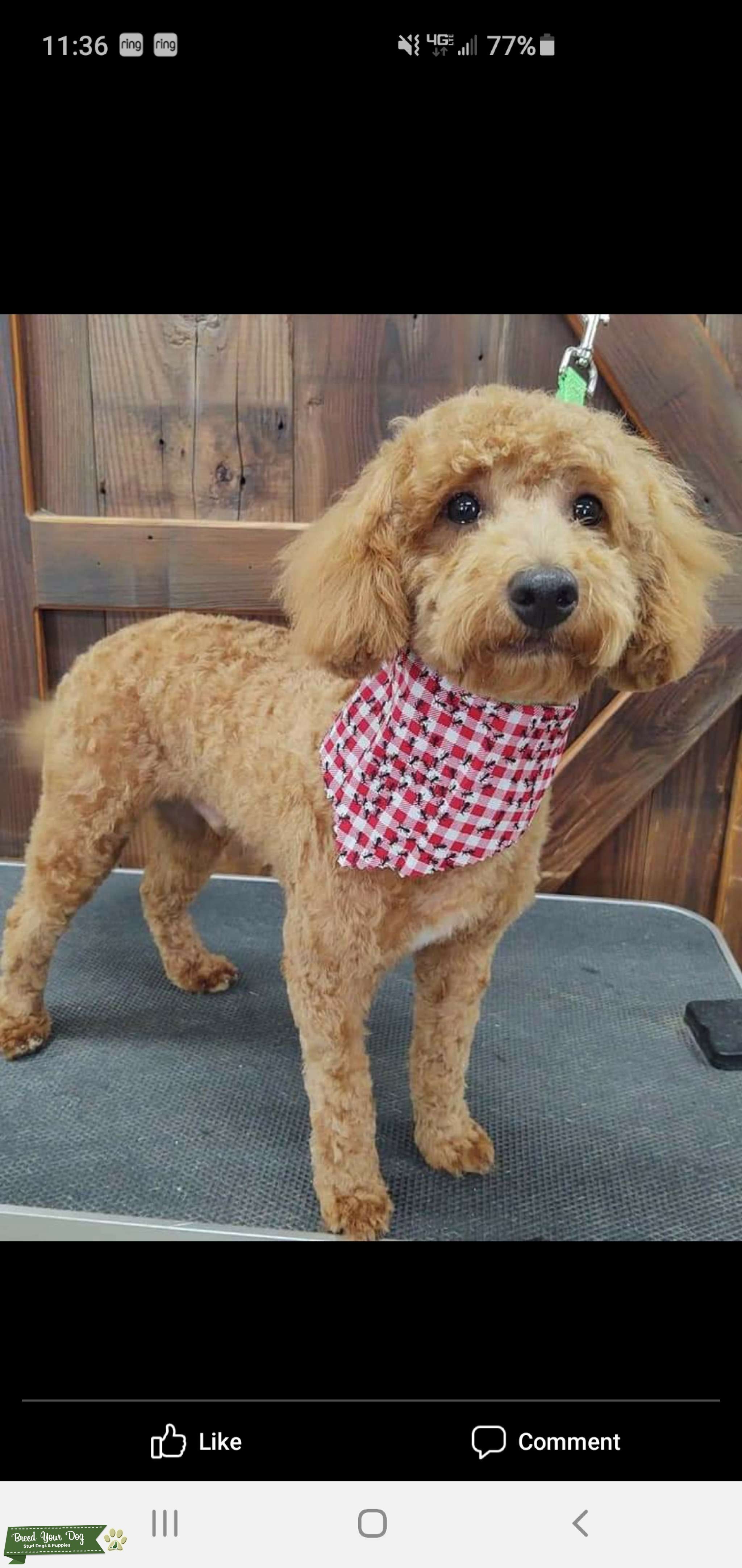 STUD Toy Poodle - Stud Dog in OH, the United States | Breed Your Dog