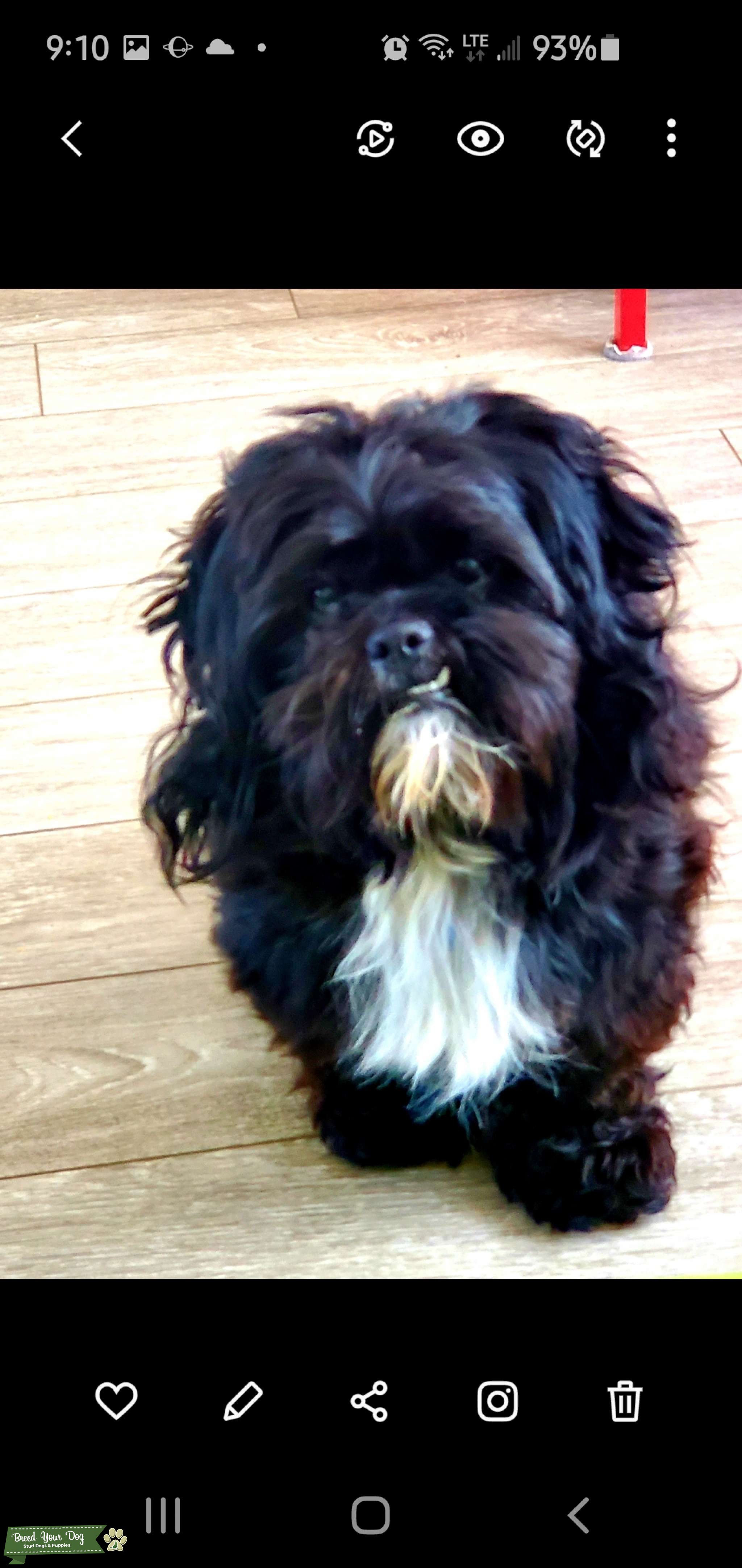 Shih Tzu Stud - Stud Dog in Alberta, US Minor Outlying Islands | Breed ...