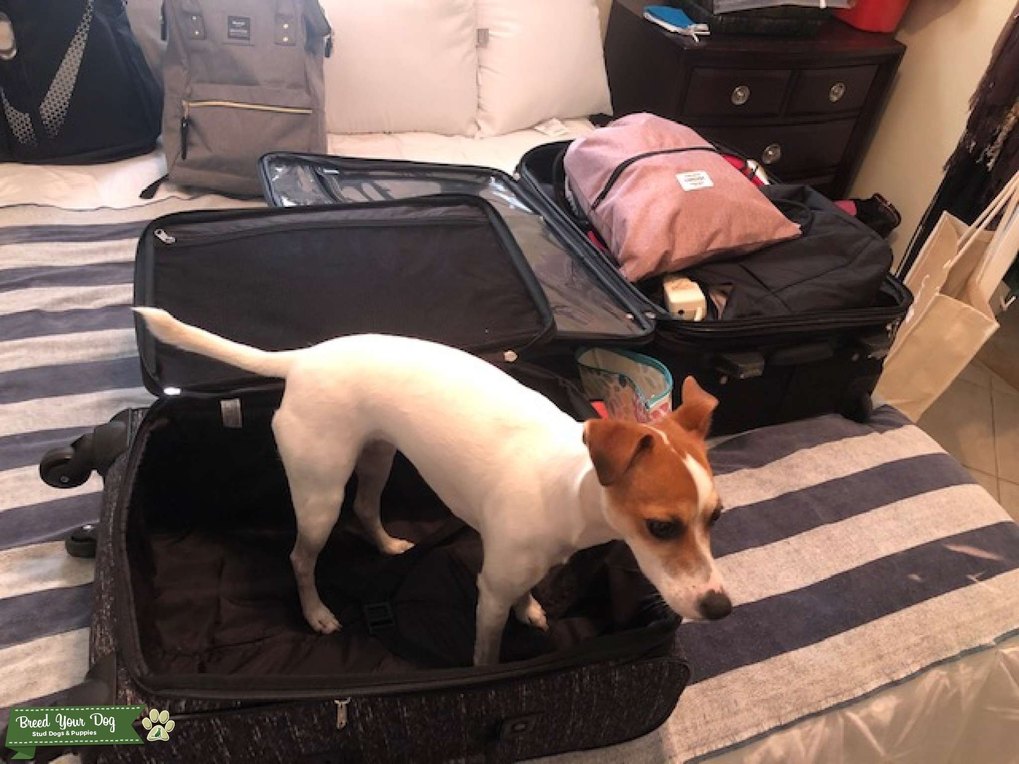 Female looking for her stud to mate - Stud Dog in Ft. Lauderdale, FL ...