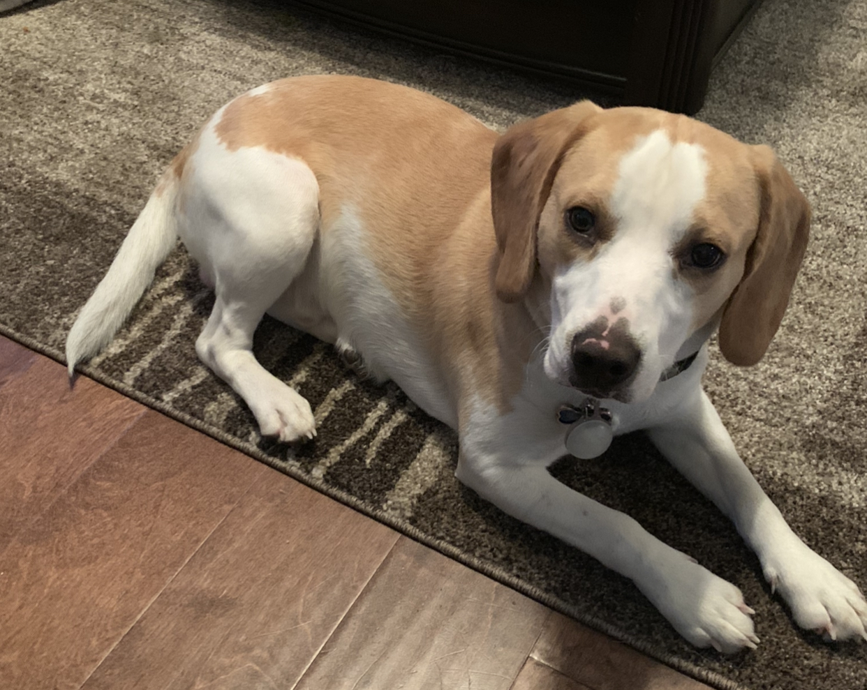 100% Pure Lemon Beagle looking for Female - Stud Dog in DFW Texas ...