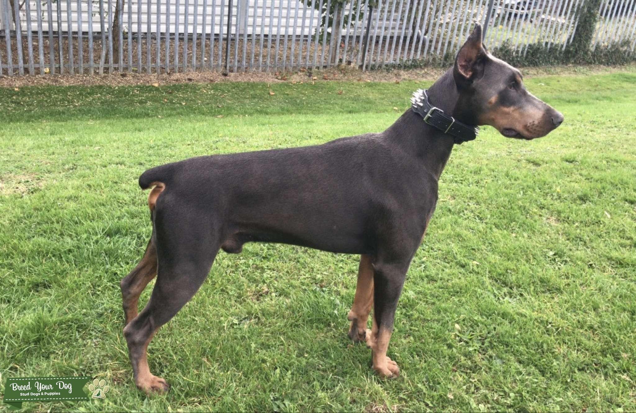 BLUE DOBERMAN STUD - Stud Dog in Hampshire , the United States | Breed ...