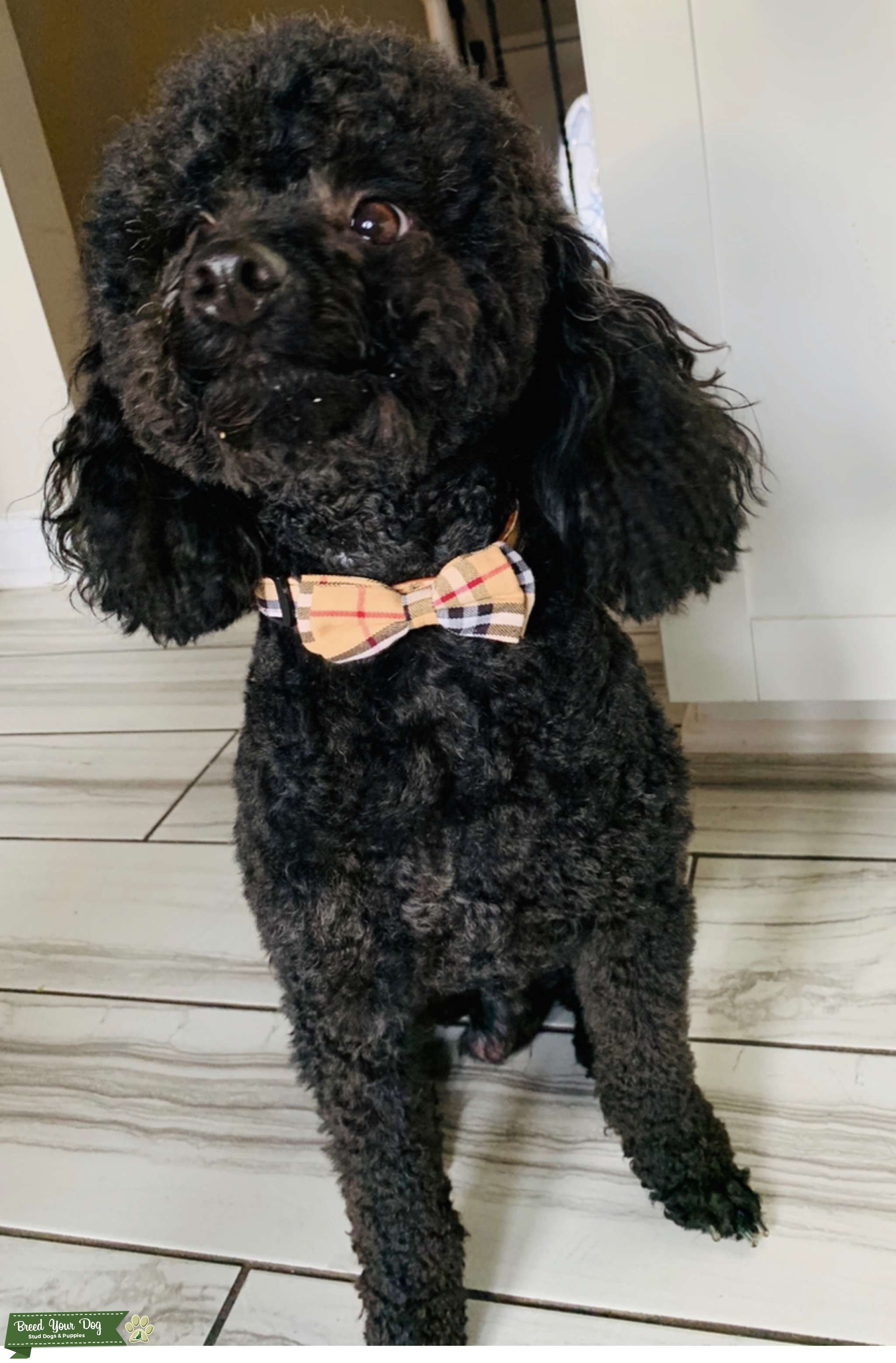 Black Miniature Poodle - Stud Dog in USA, the United States | Breed ...