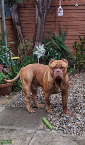 Stud Dogs and Puppies | Find a Stud Dog | Breed Your Dog