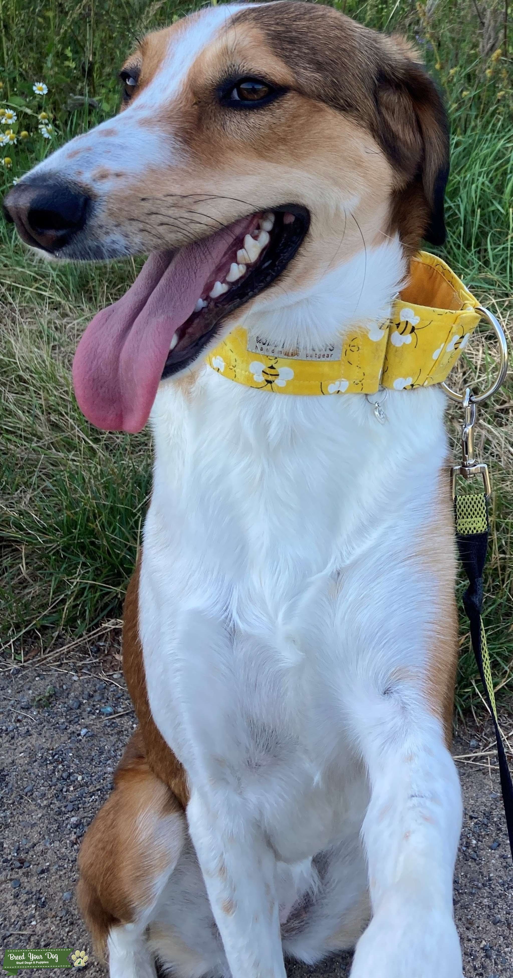 Mixed Female - Canaan/Saluki/Anatolian Sheperd - Stud Dog in Bavaria ...