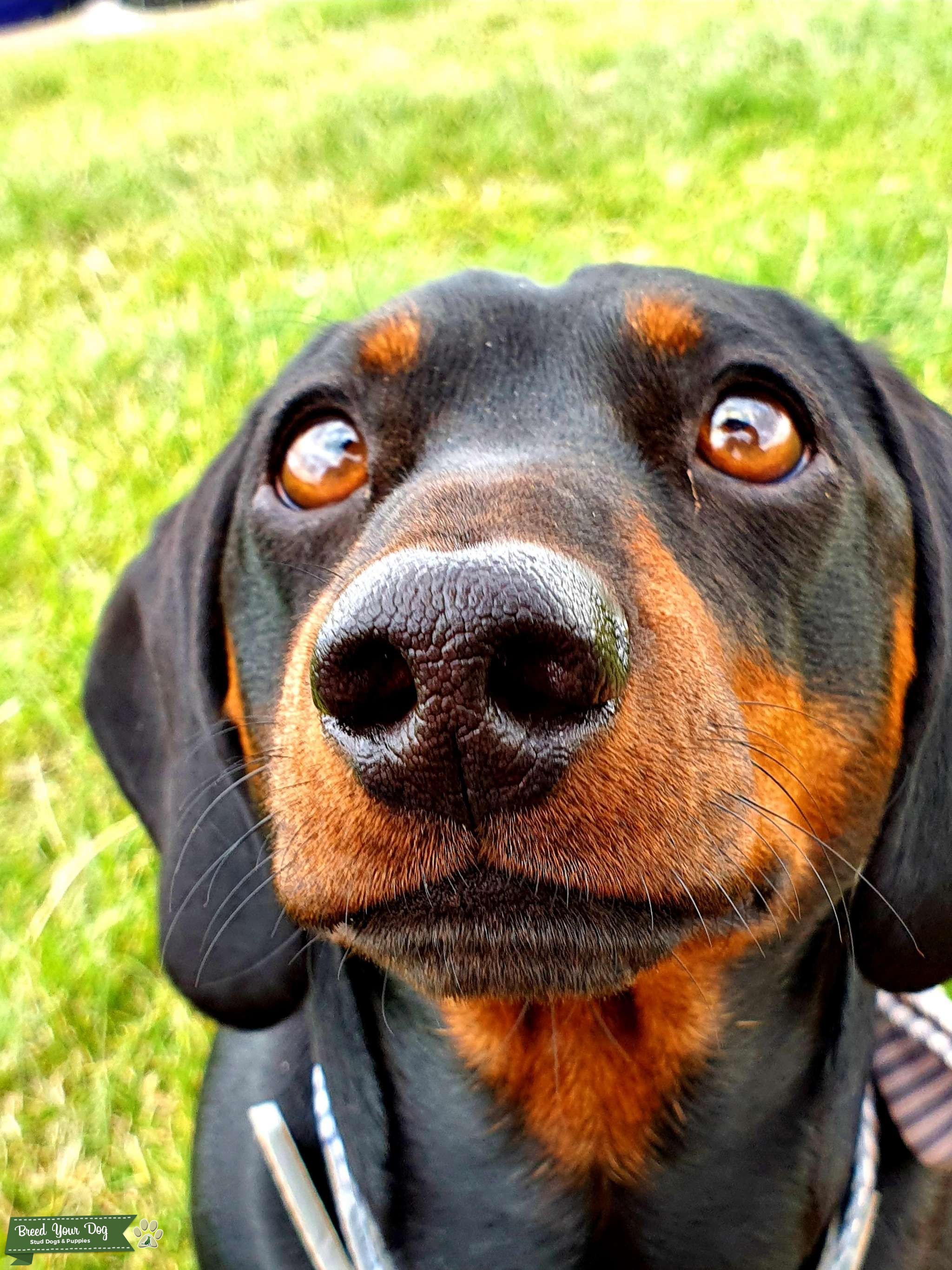Dobby the Dachshund - Stud Dog in Co.Durham, United States | Breed Your Dog