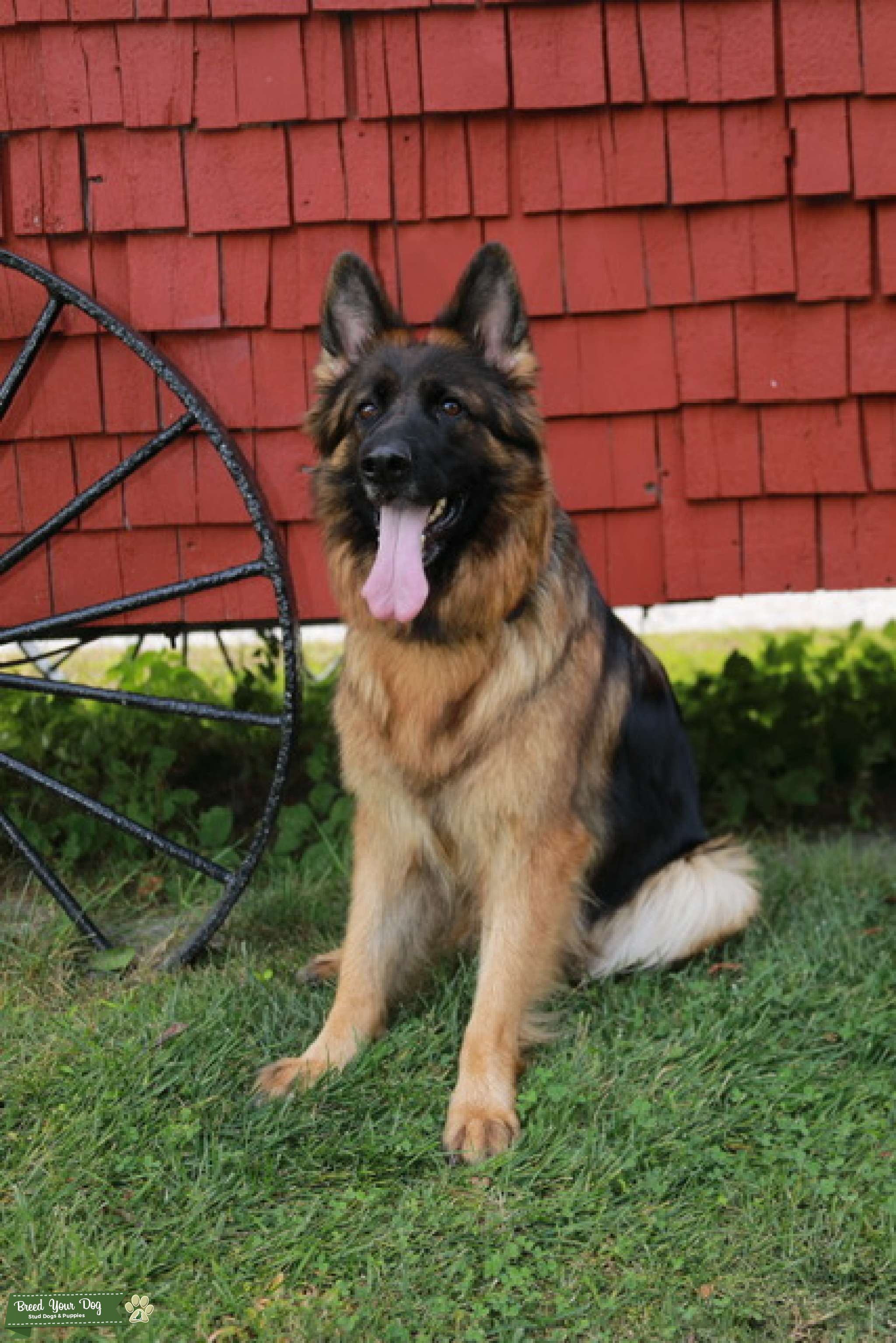 Imported long coat female looking for stud - Stud Dog in NH, the United ...