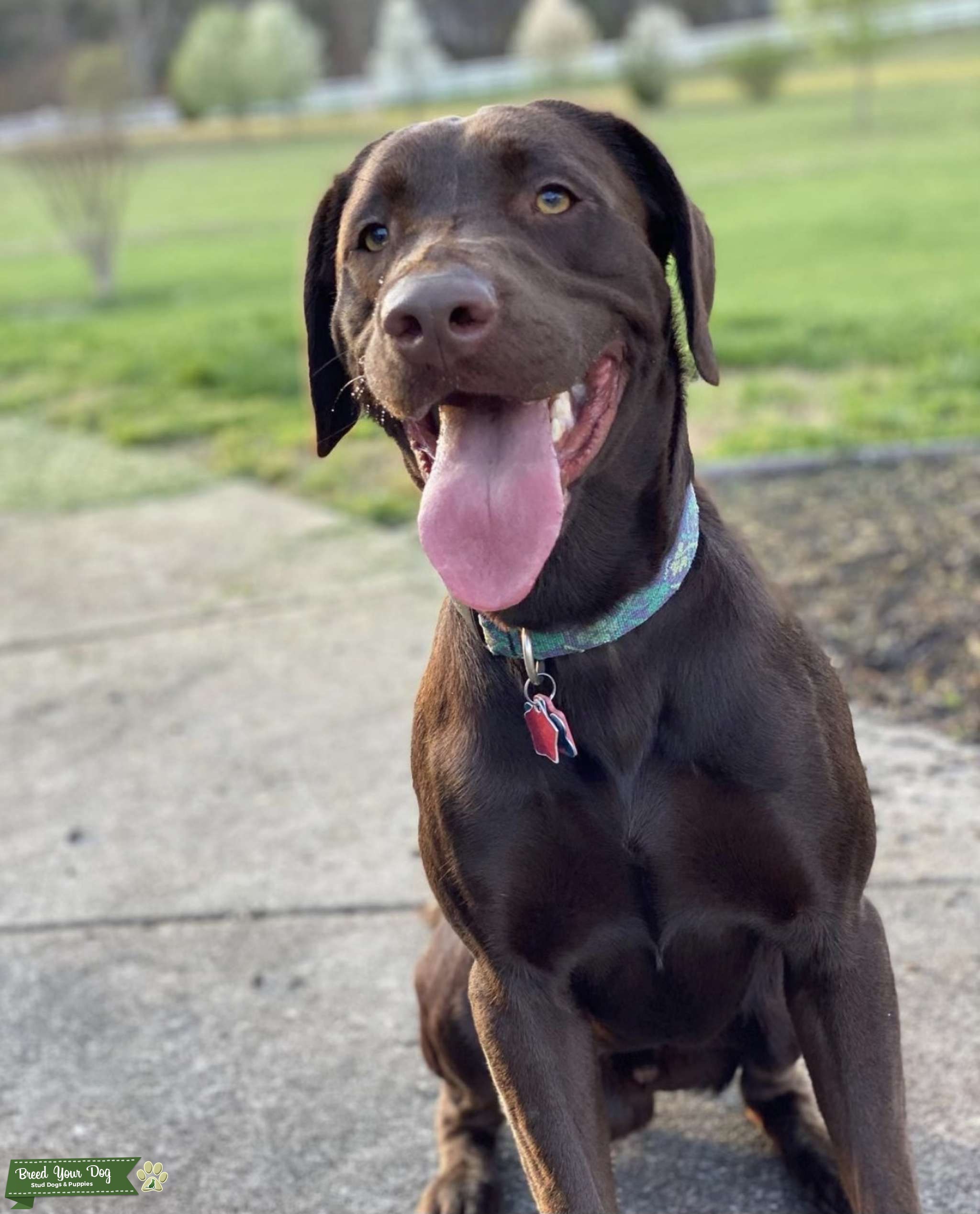 Looking to breed my male Labrador - Stud Dog in Southeast, United ...