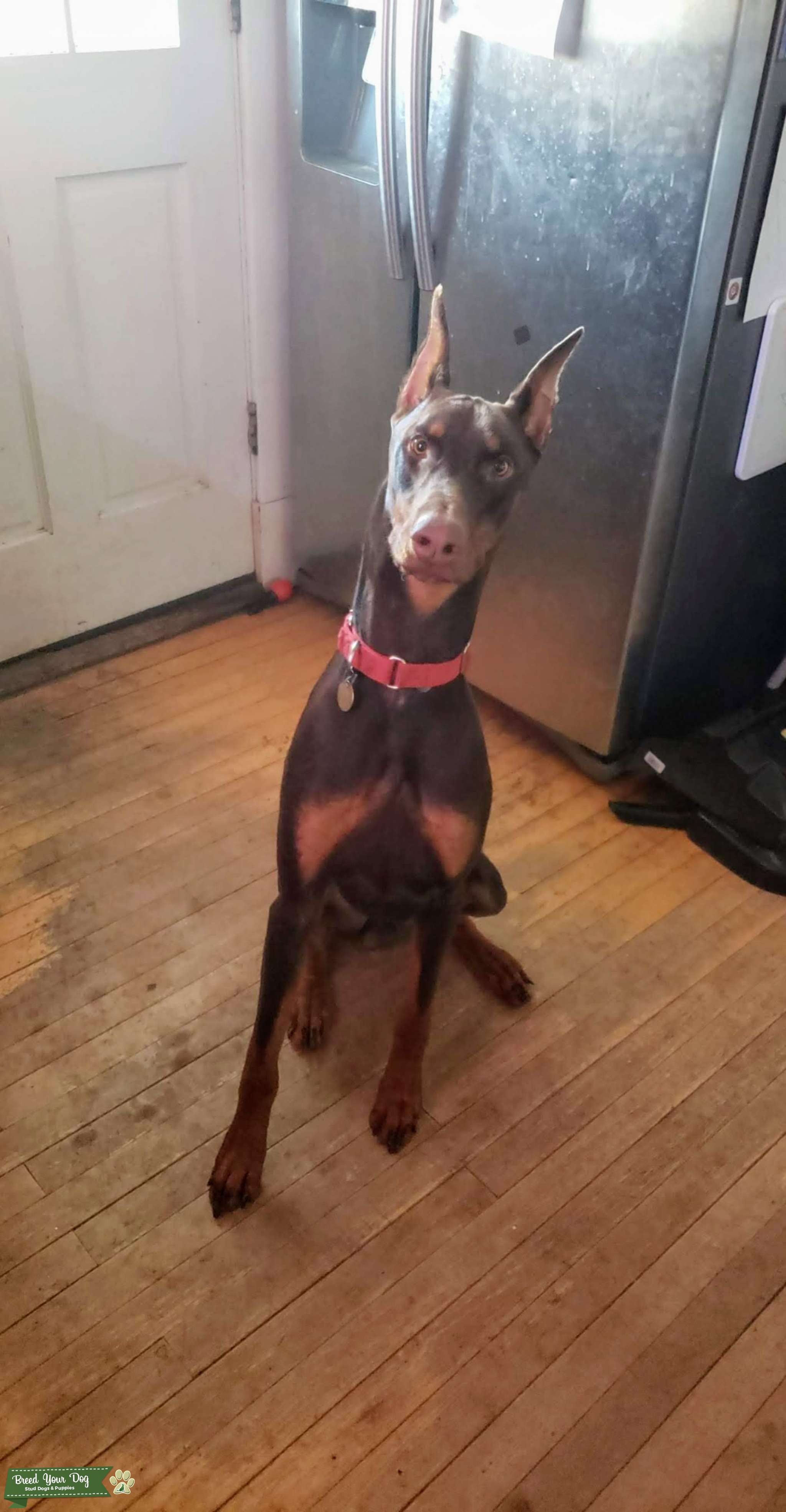 Rust Red Doberman Male - Stud Dog in Ohio, United States | Breed Your Dog
