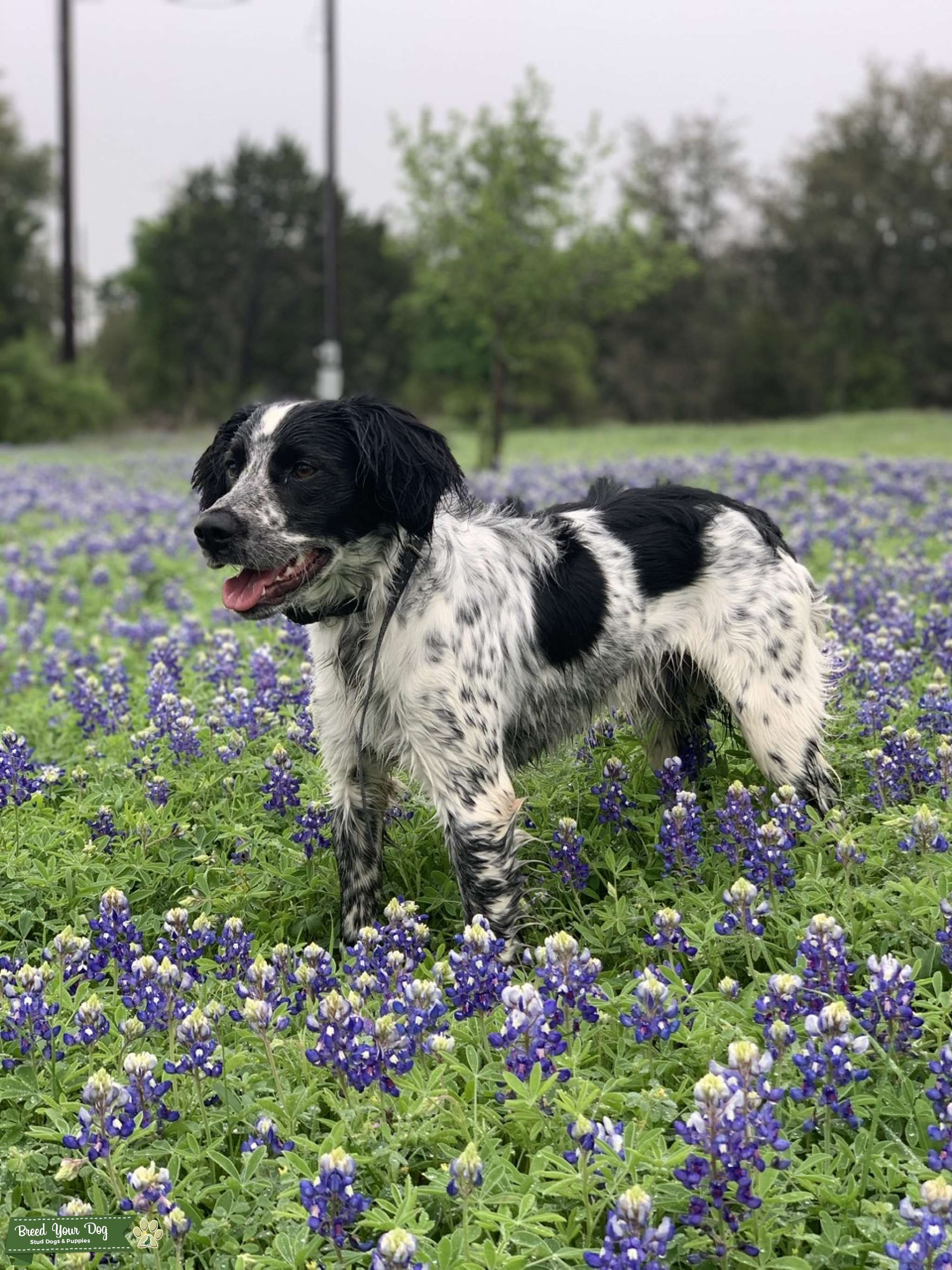 French Brittany Hunting - Stud Dog Texas - Breed Your Dog
