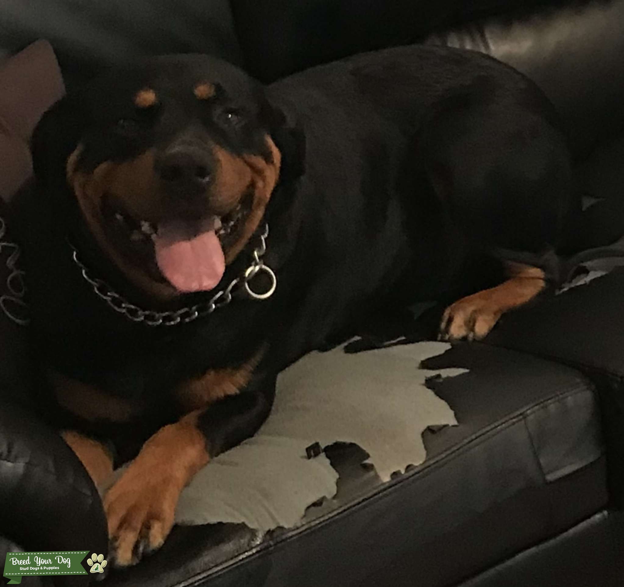 Beautiful German Rottweiler (Stud) - Stud Dog in Illinois , Mexico ...
