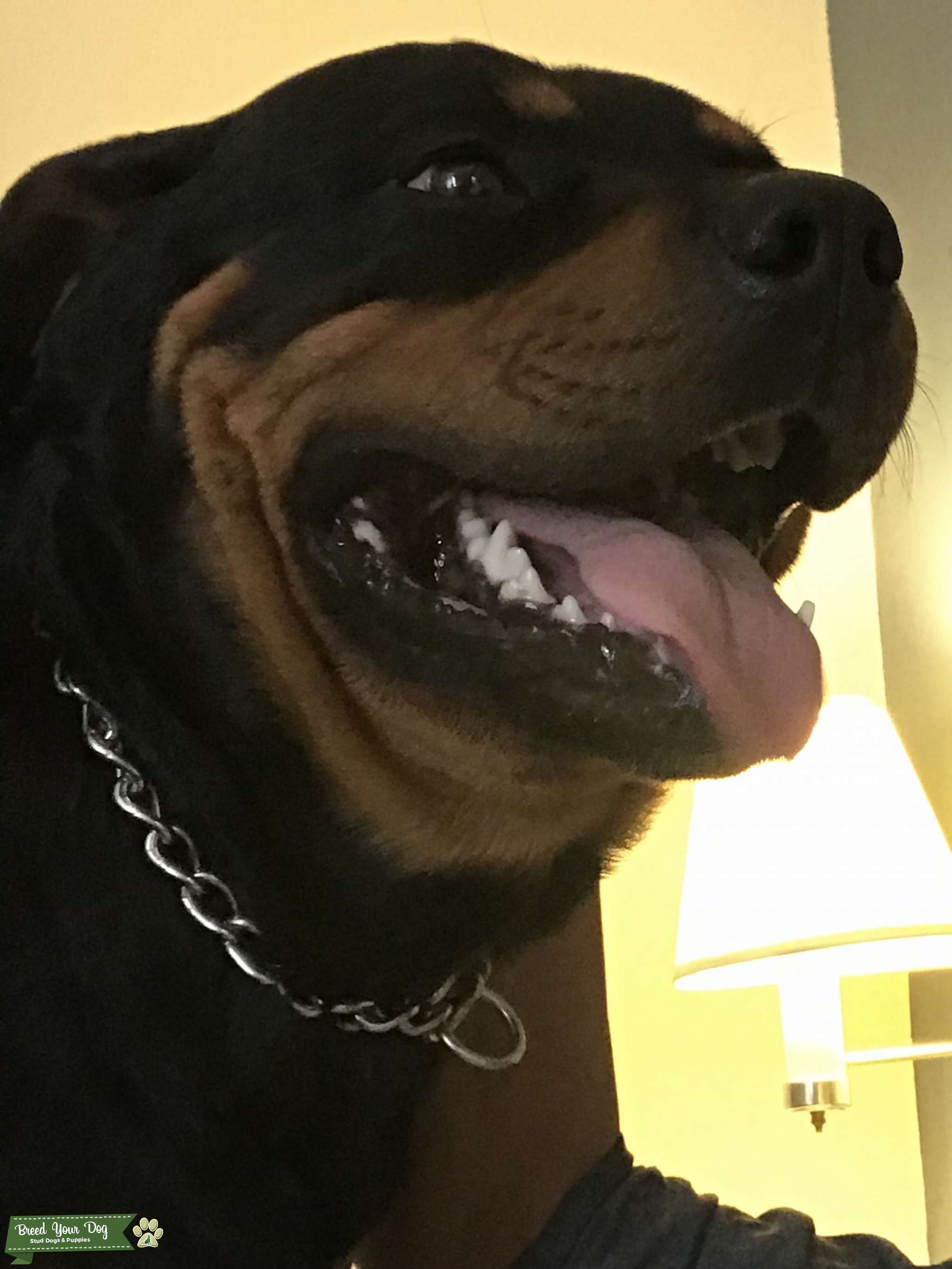 Beautiful German Rottweiler (Stud) - Stud Dog in Illinois , Mexico ...