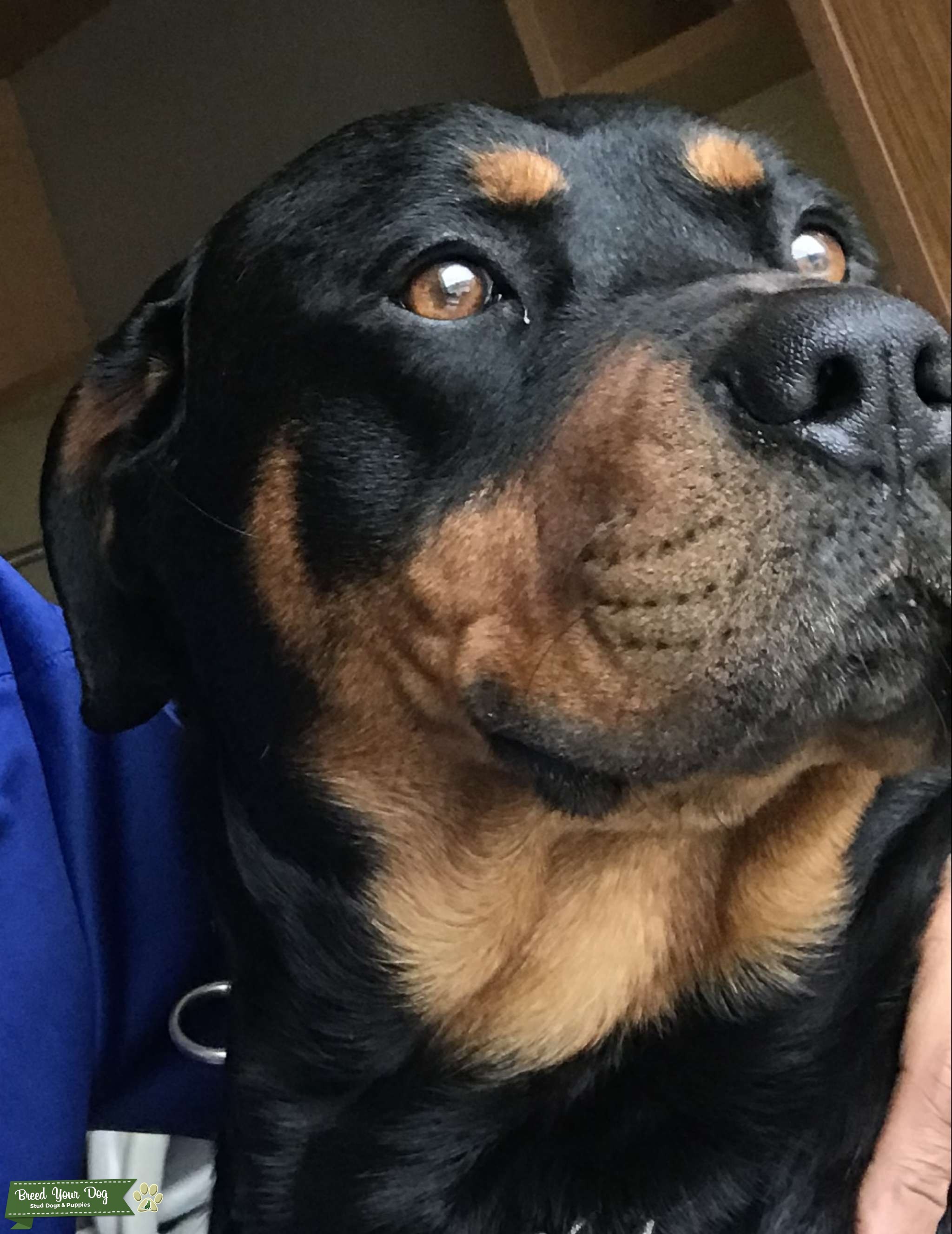 Beautiful German Rottweiler (Stud) - Stud Dog in Illinois , Mexico ...