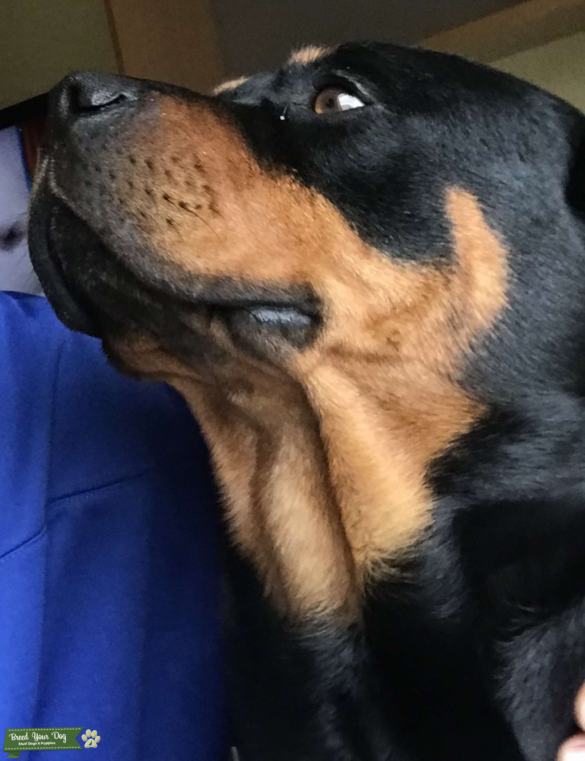 Beautiful German Rottweiler (Stud) - Stud Dog in Illinois , Mexico ...