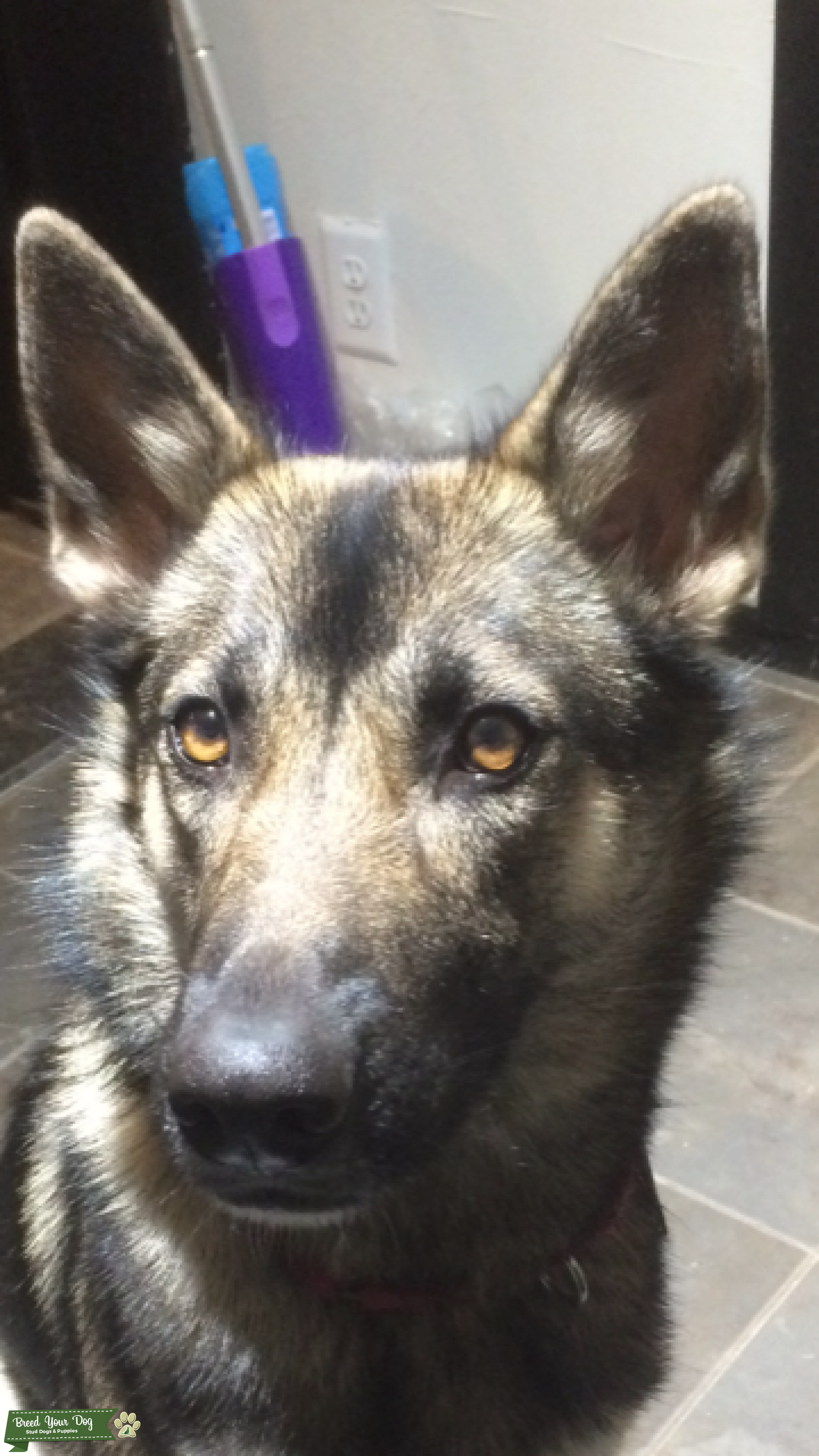 Wolfdog female looking for stud - Stud Dog in Amarillo, TX, the United ...