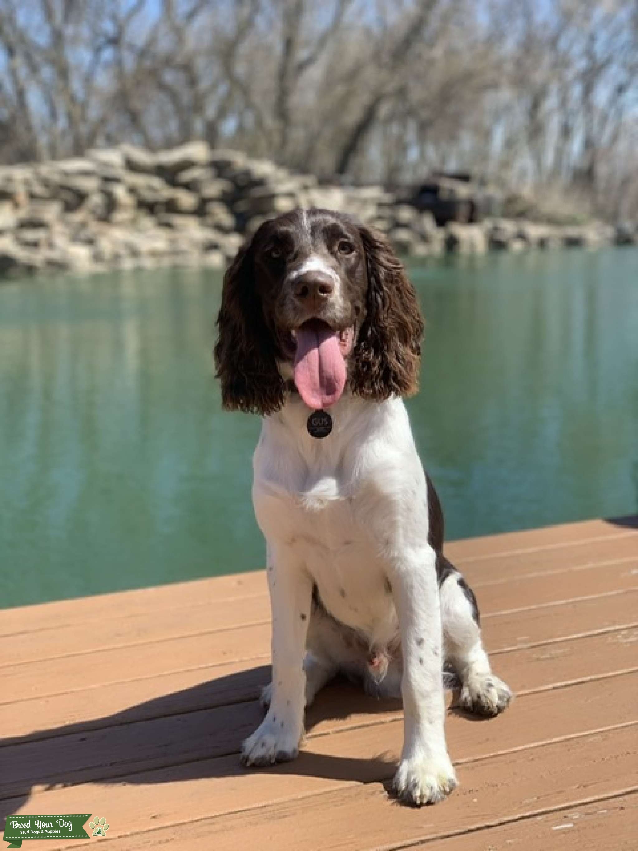 English Springer Spaniel Stud - Stud Dog in Wisconsin , the United ...