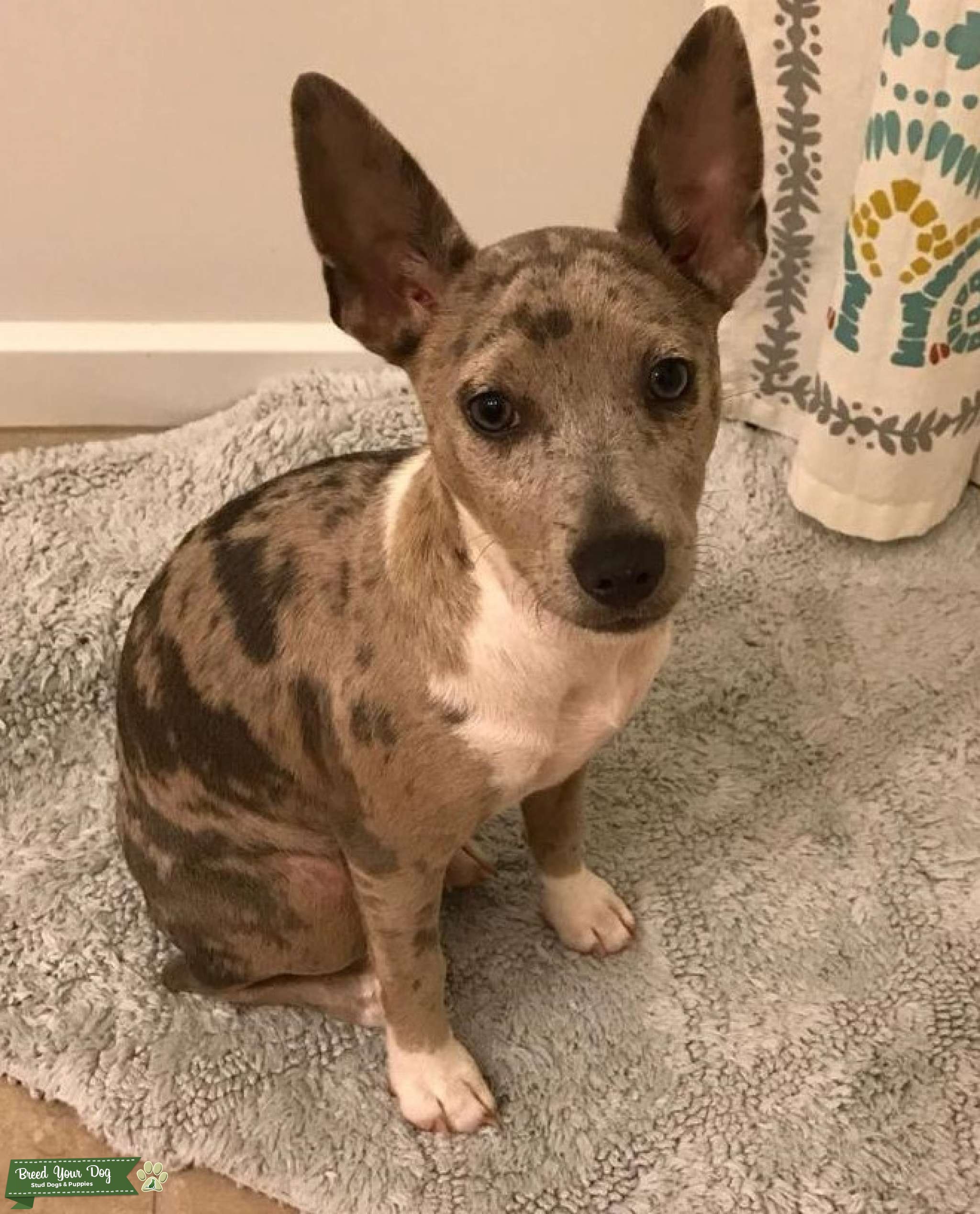 Merle Blue Female Rat Terrier - Stud Dog in Florida, the United States ...