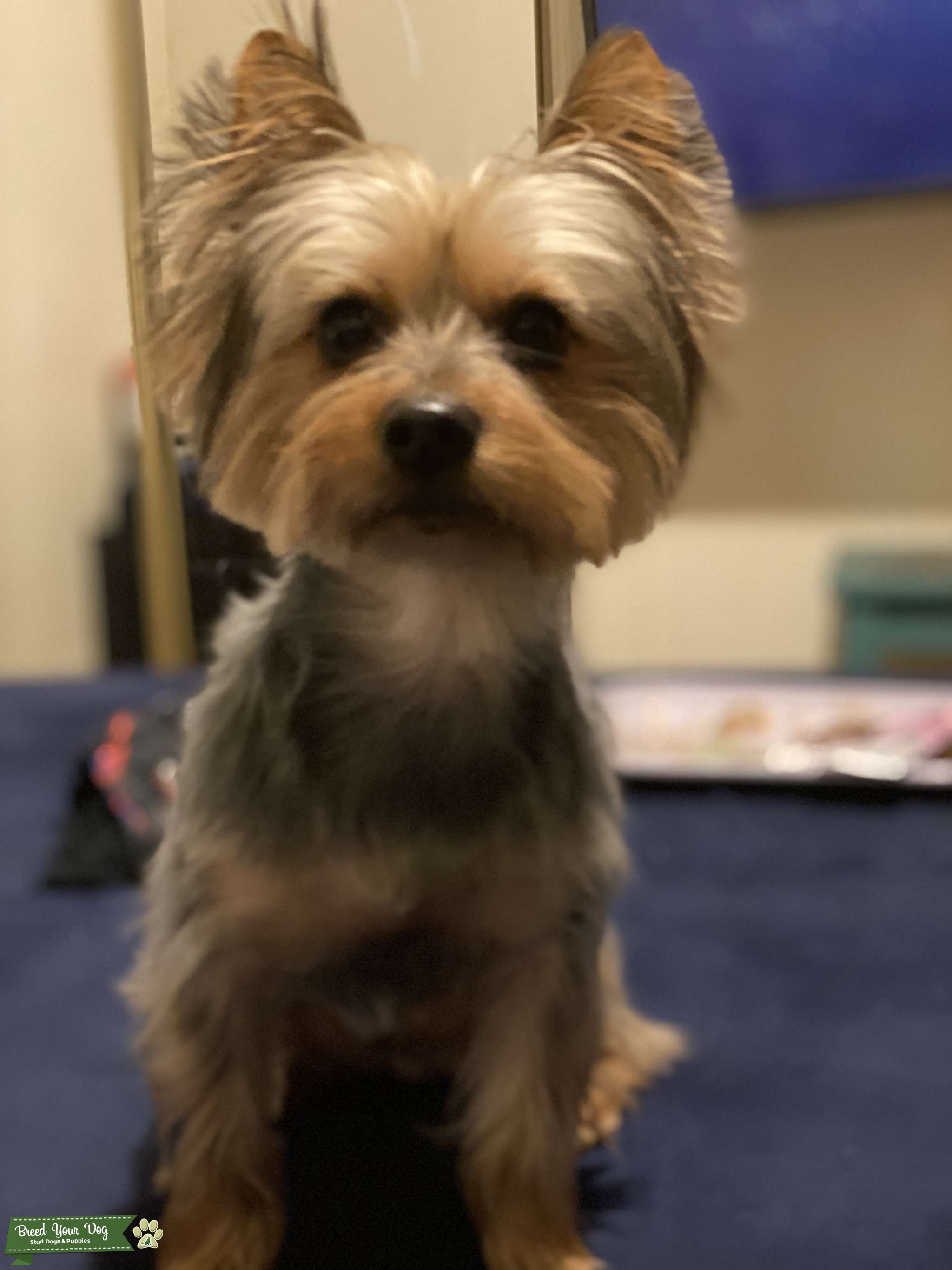 Silk Yorkshire Terrier - Stud Dog in New Jersey, United States | Breed ...