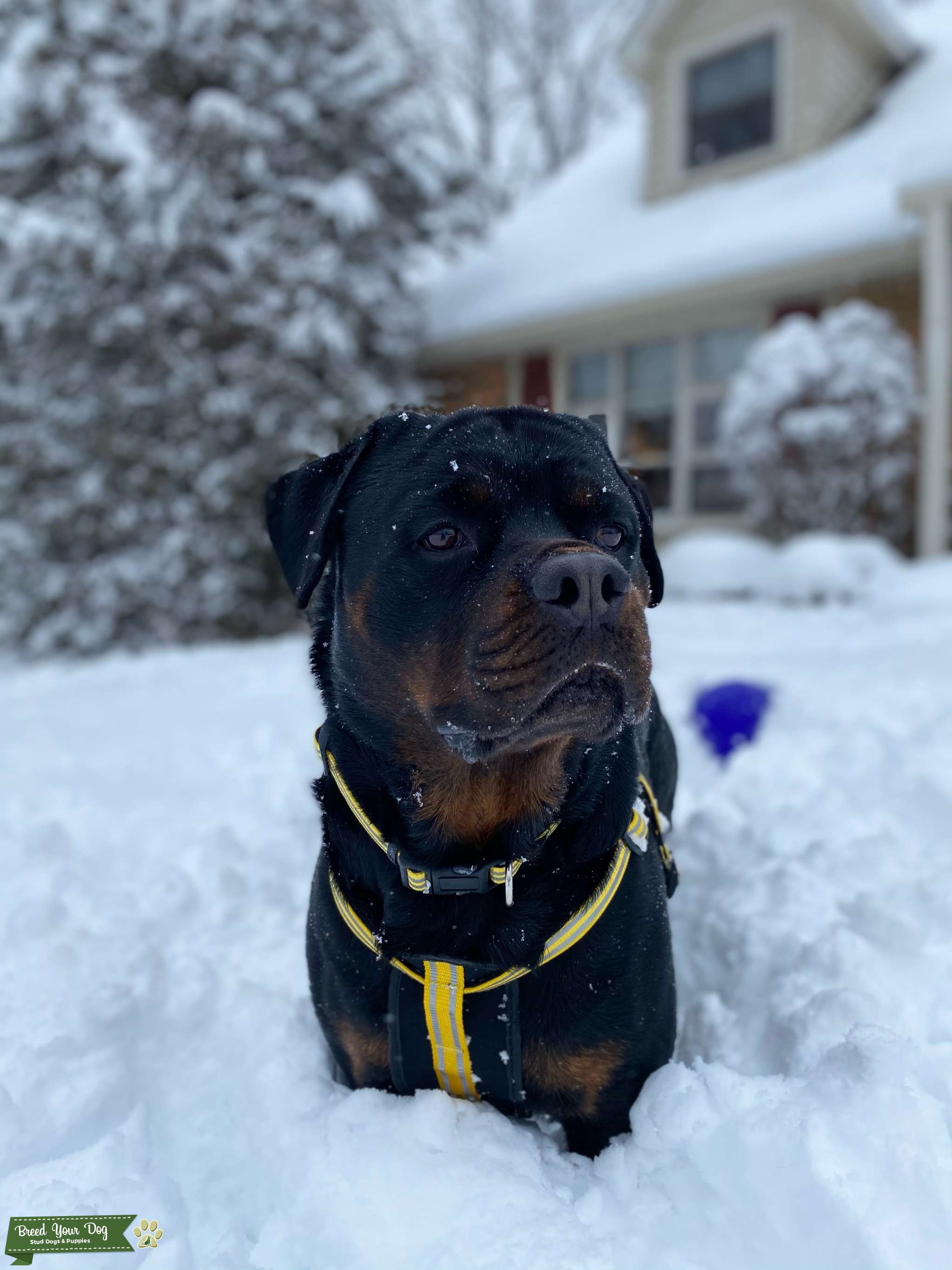 AKC Registered Rottweiler Champion Bloodlines - Stud Dog in Illinois ...