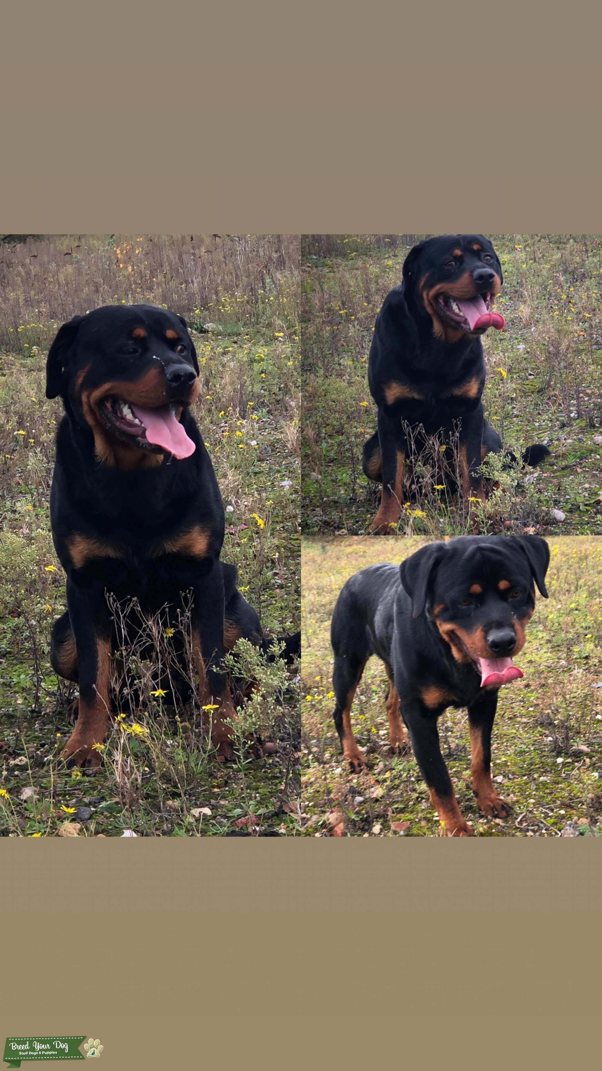 45kg giant Rotwieller male for stud - Stud Dog in South Yorkshire ...