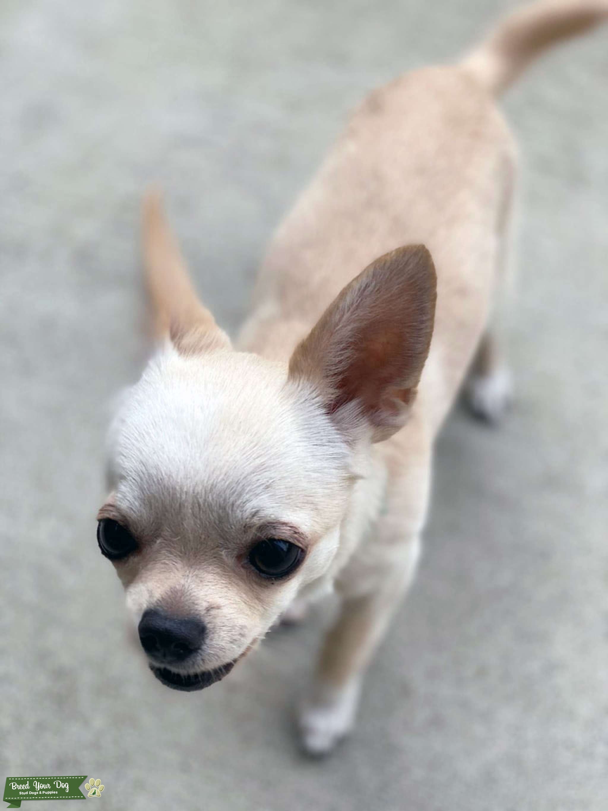 100% Chihuahua - Champion Bloodlines - Stud Dog California - Breed Your Dog