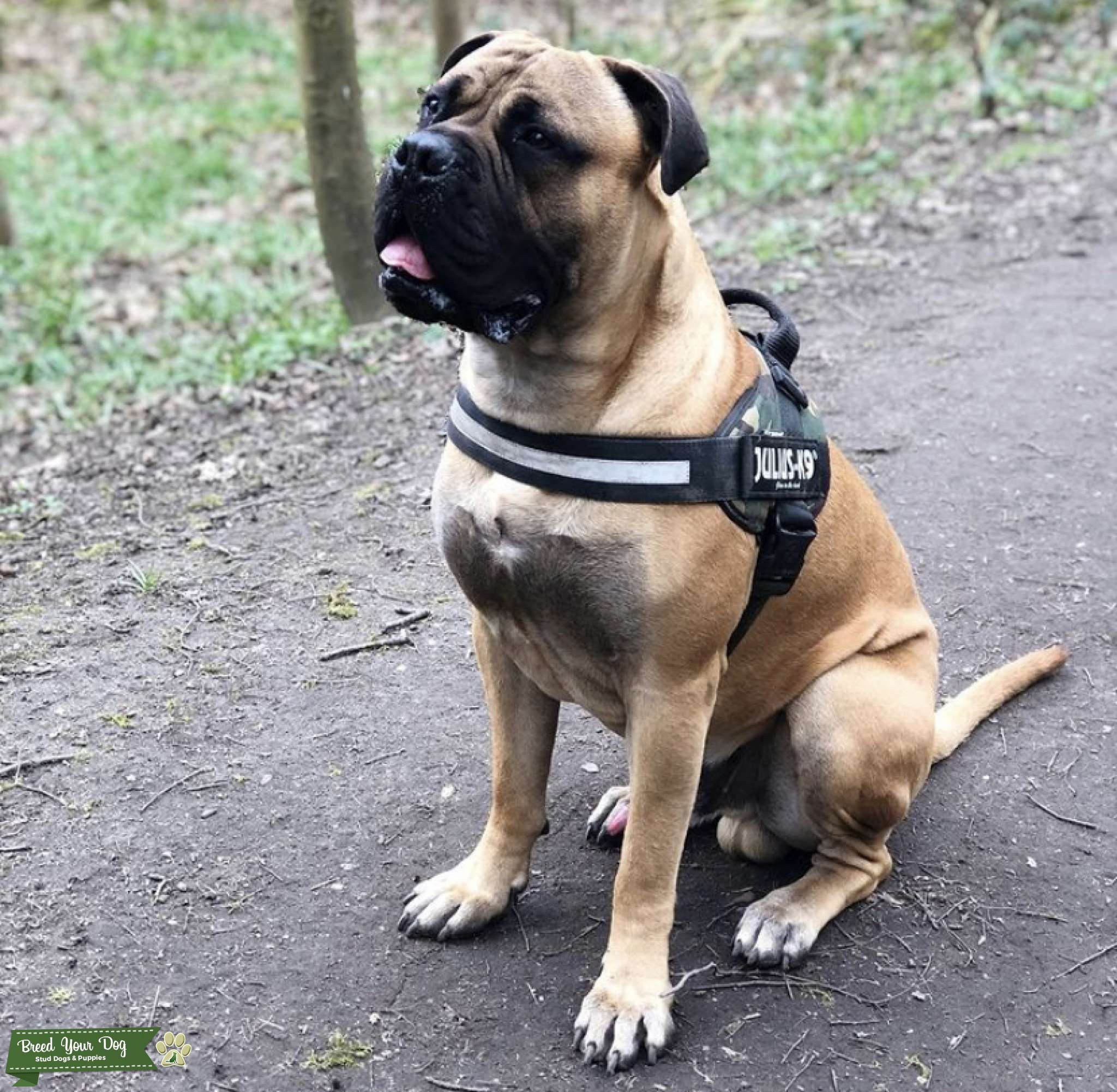 Stud dog available pedigree bullmastiff - Stud Dog West Yorkshire ...