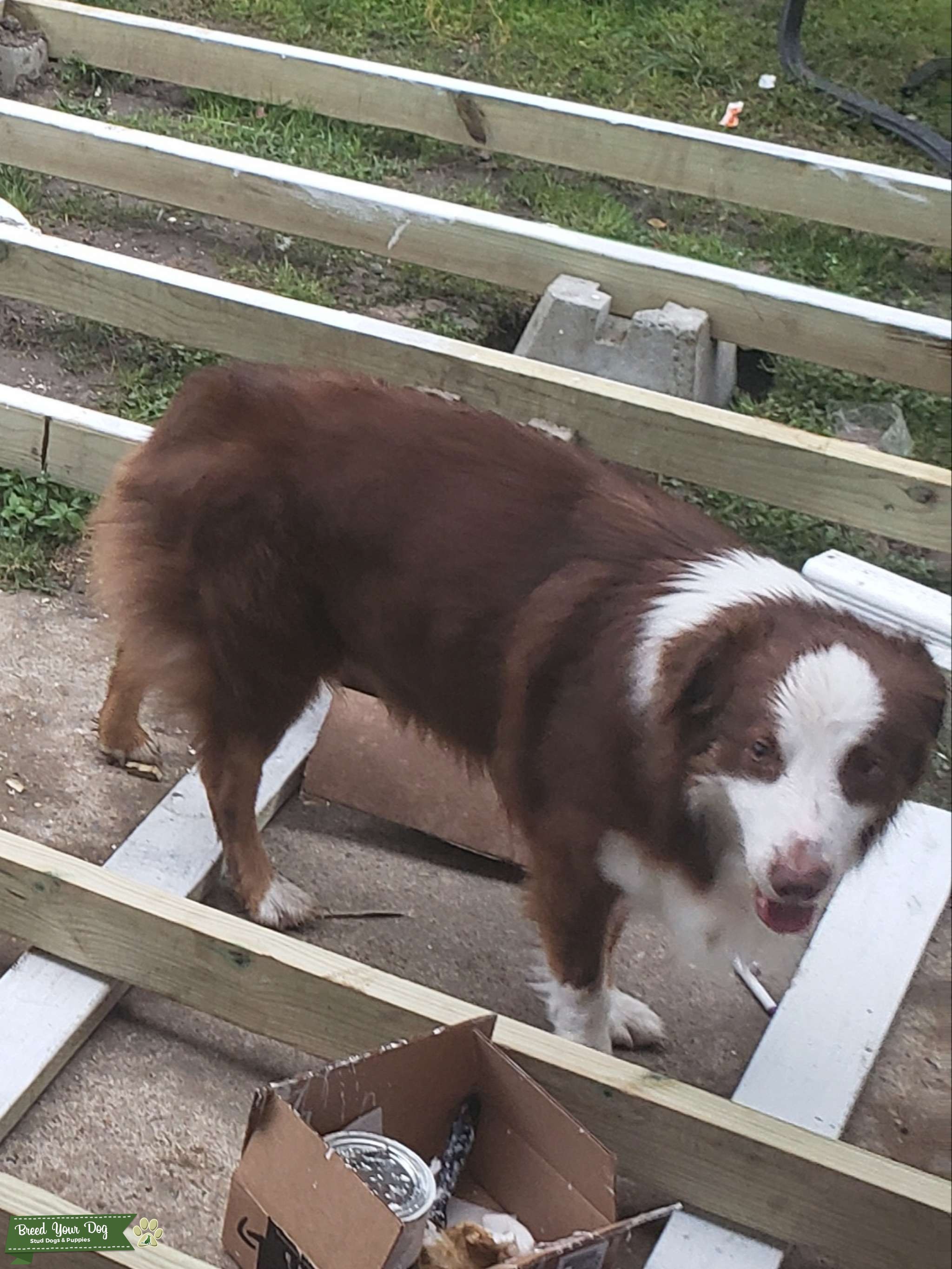 Male Australian shepherd - Stud Dog in VA, the United States | Breed ...