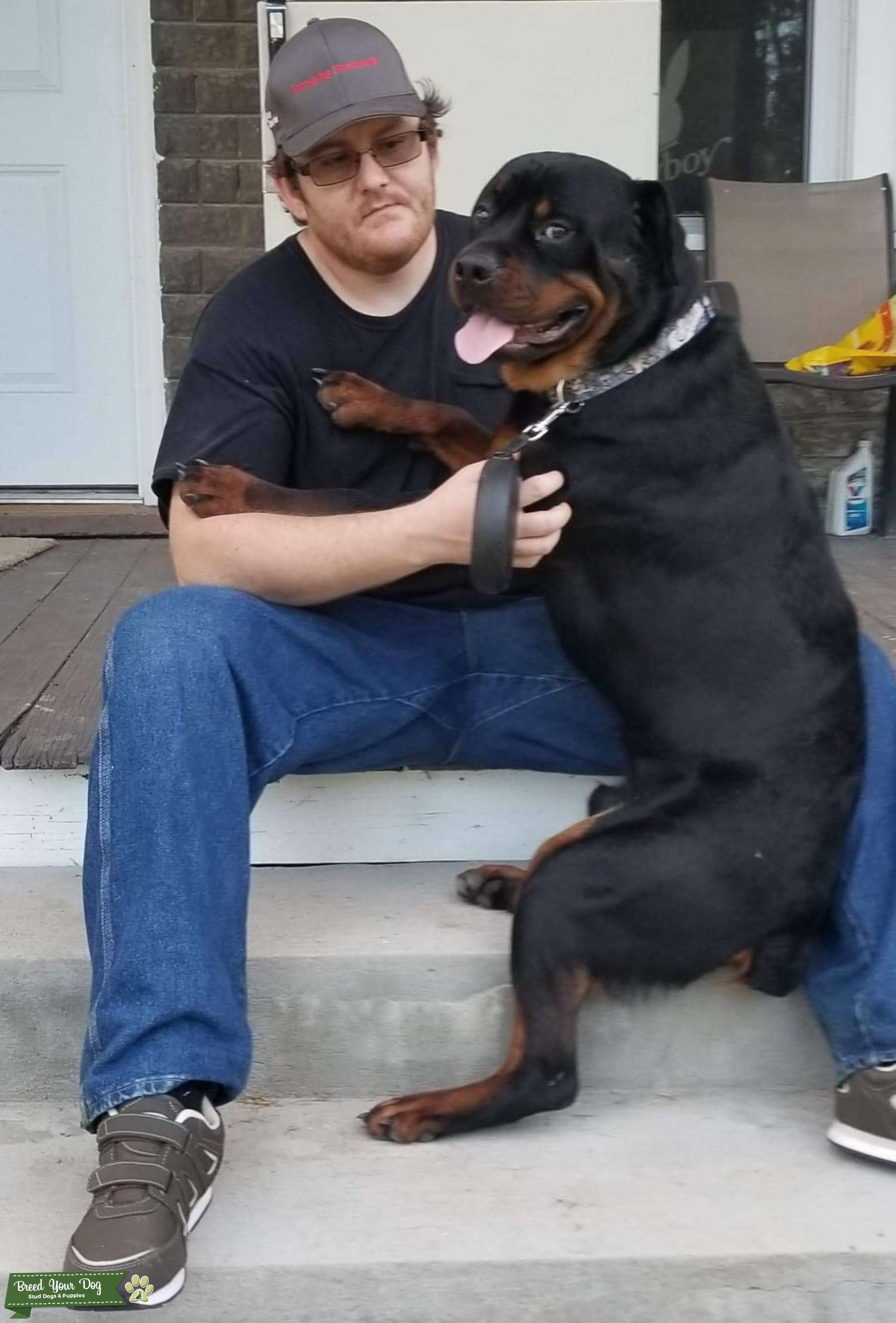 AKC registered Rottweiler stud - Stud Dog in Illinois, the United ...