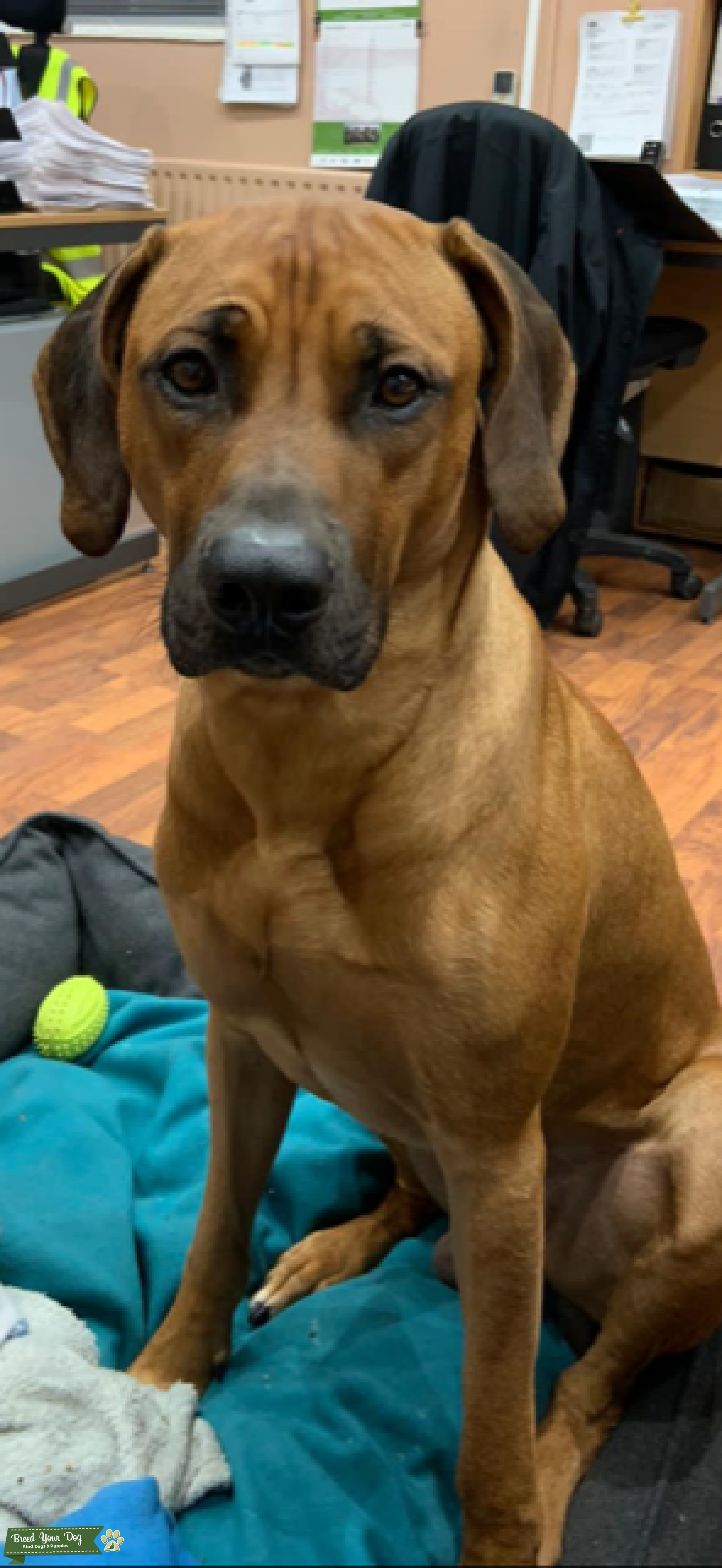 Rhodesian Ridgeback - Light Wheaten - Stud Dog in Surrey, the United ...